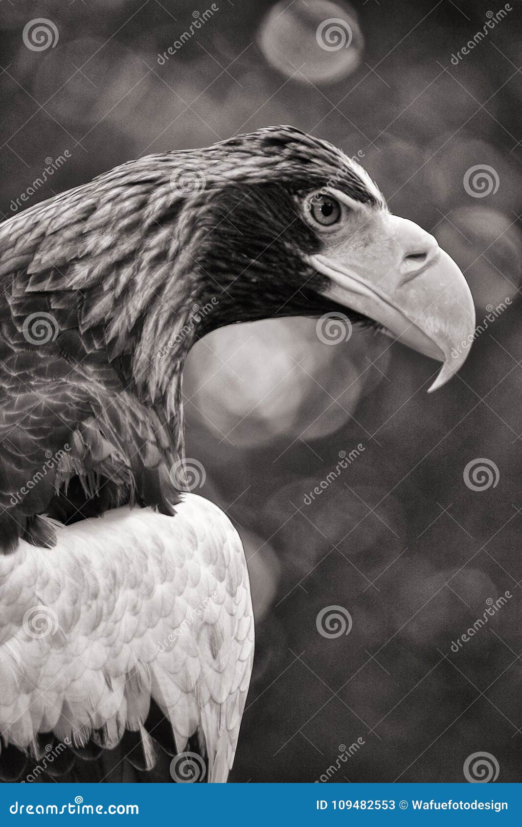 Golden Eagle stock image. Image of head, eagle, giant - 109482553