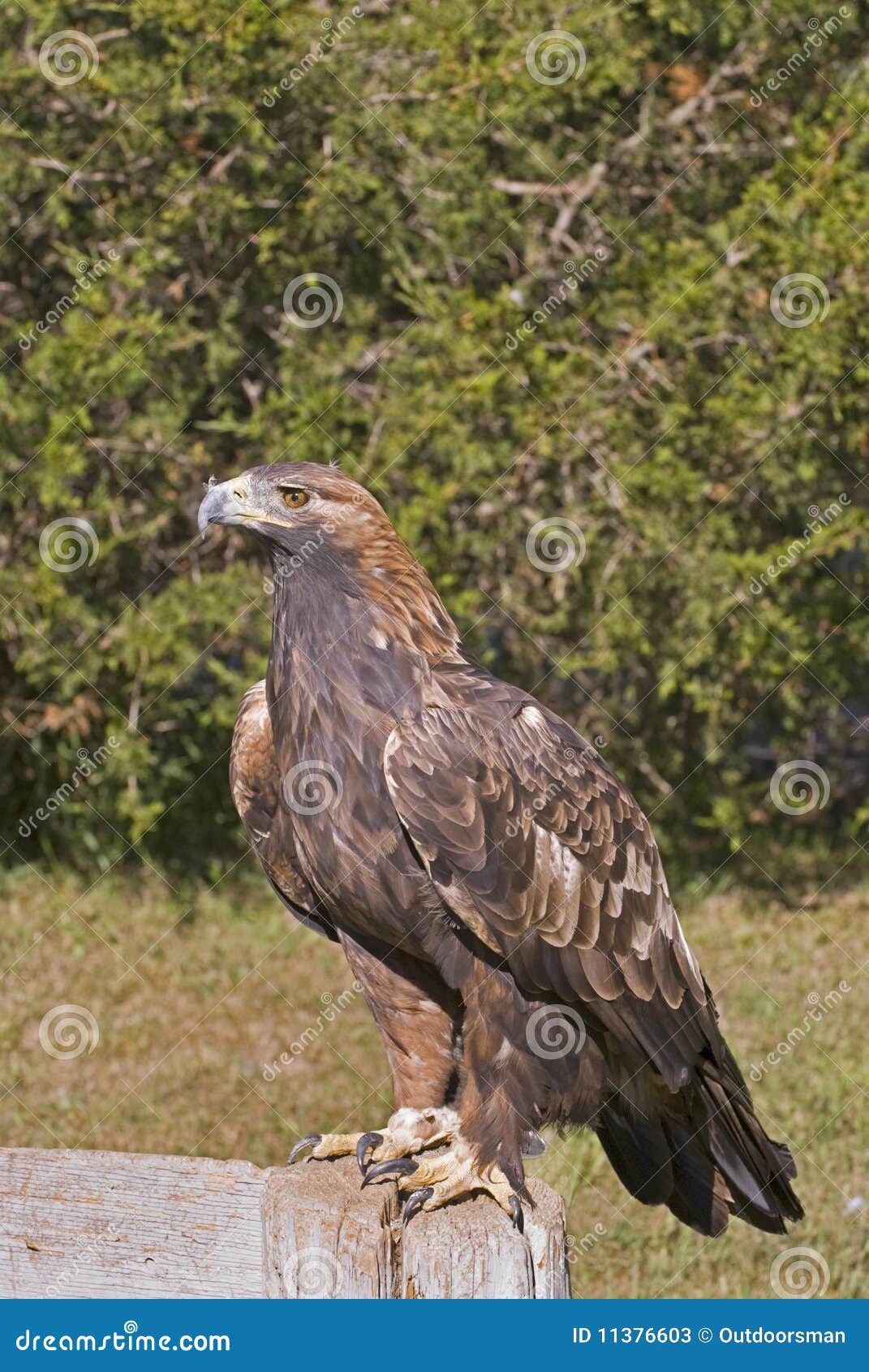 Golden Eagle (aquila Chrysaetos) Stock Image - Image of bird, raptor ...