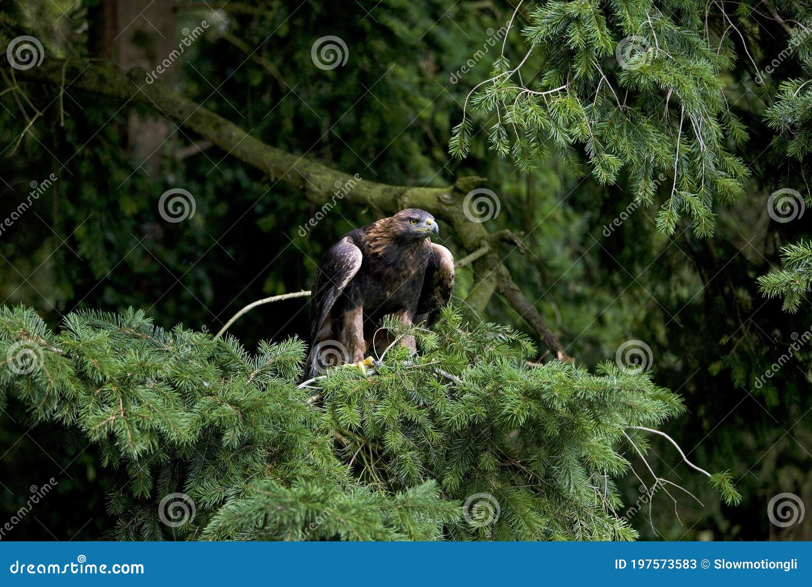 Golden Eagle, Aquila Chrysaetos Stock Image - Image of prey, aquila ...