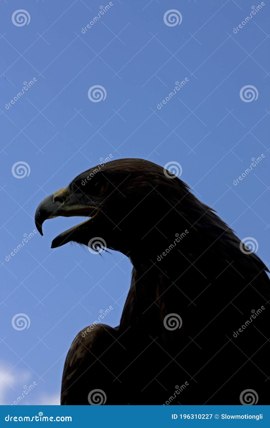 Golden Eagle, Aquila Chrysaetos, Silhouette Stock Image - Image of ...