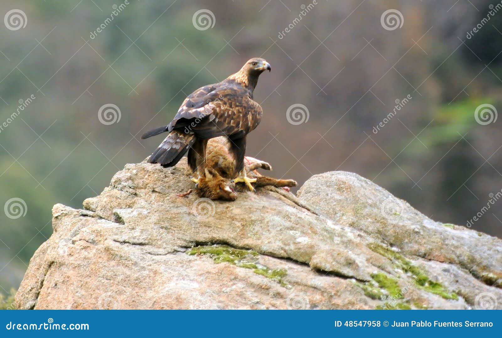 A Golden eagle with badger stock photo. Image of rock - 48547958