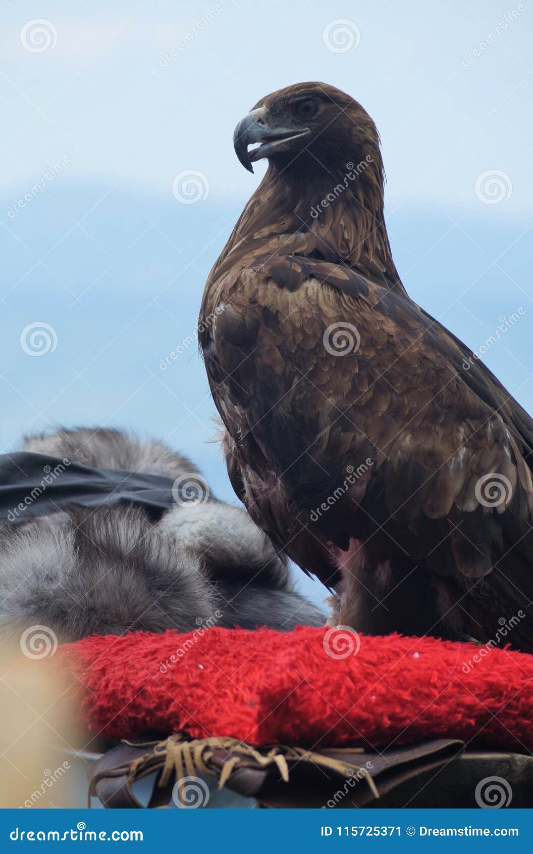 Golden eagle stock image. Image of flick, mountain, golden - 115725371