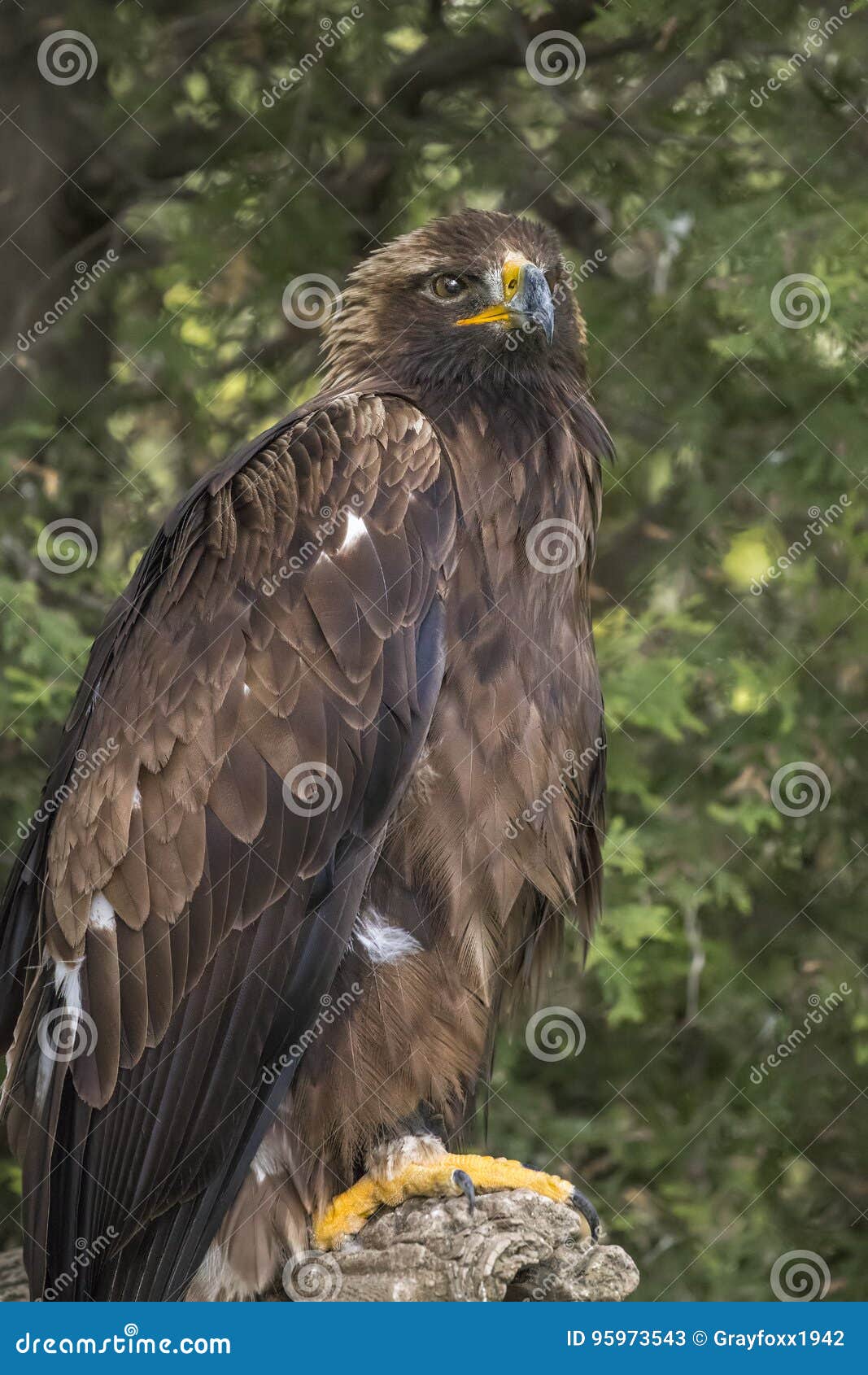 Golden Eagle at Canadian Raptor Conservancy Stock Image - Image of ...