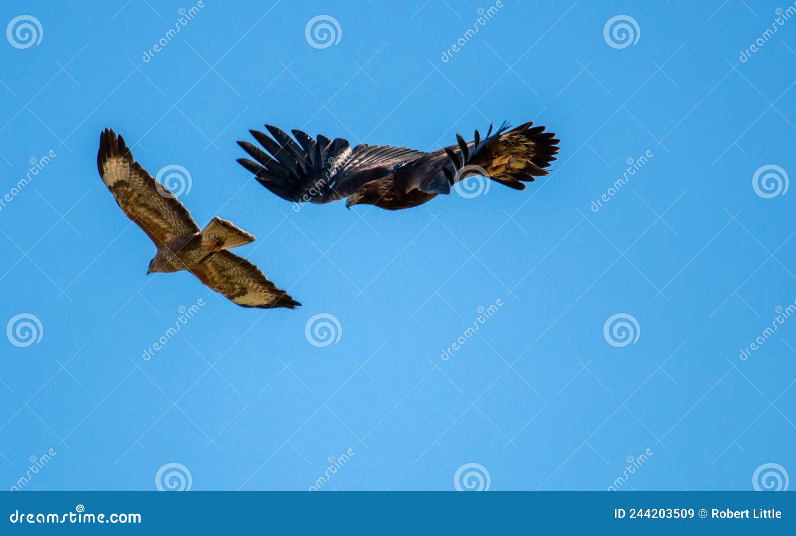 Golden Eagle Chasing Buzzard Stock Image - Image of eagle, falcon ...