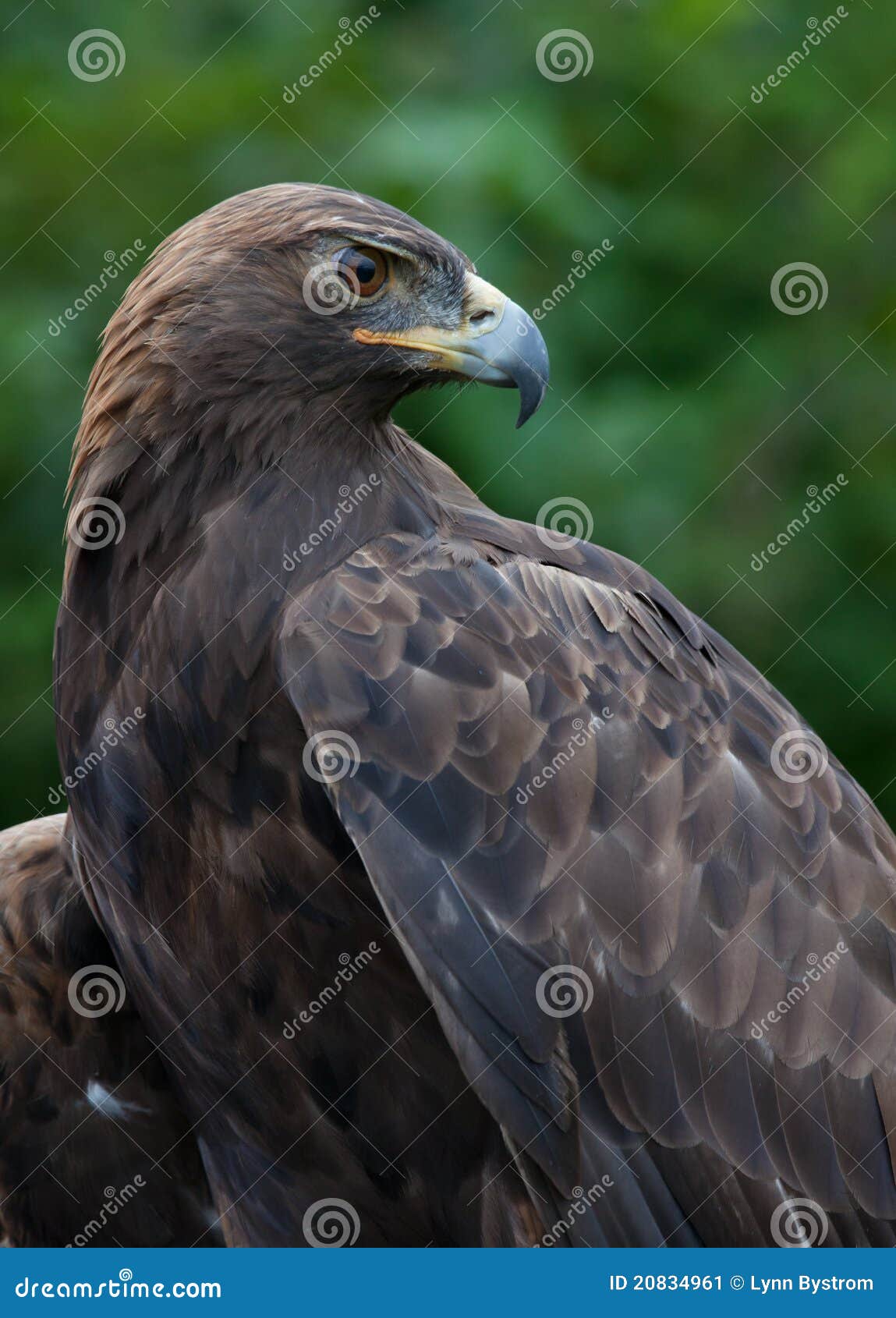 Golden Eagle close up stock image. Image of looking, gold - 20834961