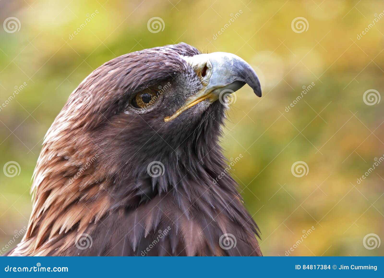 Golden Eagle closeup stock photo. Image of front, wildlife - 84817384