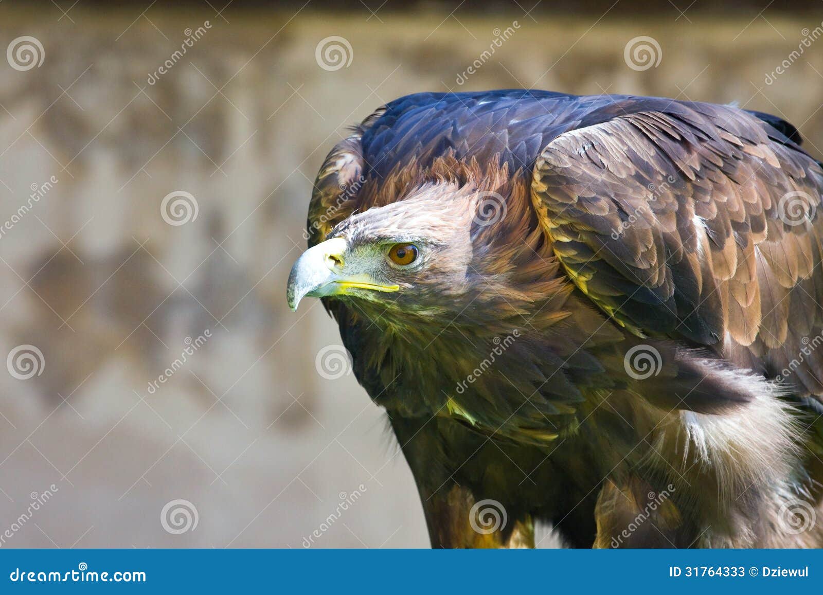 Golden eagle close up stock image. Image of brown, falconiformes - 31764333