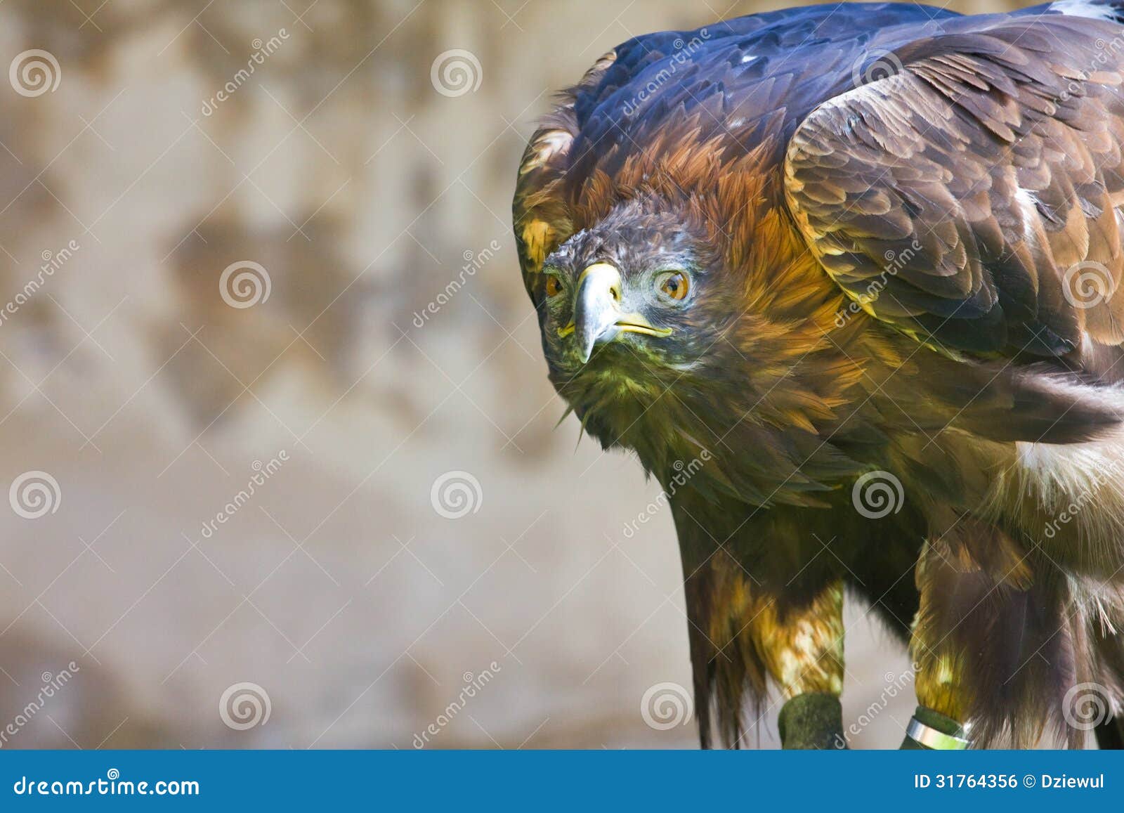 Golden eagle close up stock photo. Image of looking, nipalensis - 31764356
