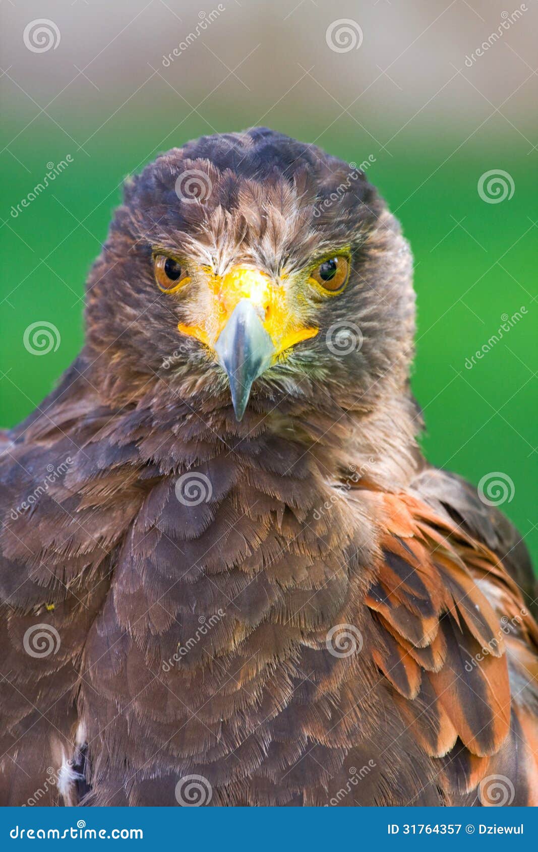 Golden eagle close up stock image. Image of claws, head - 31764357