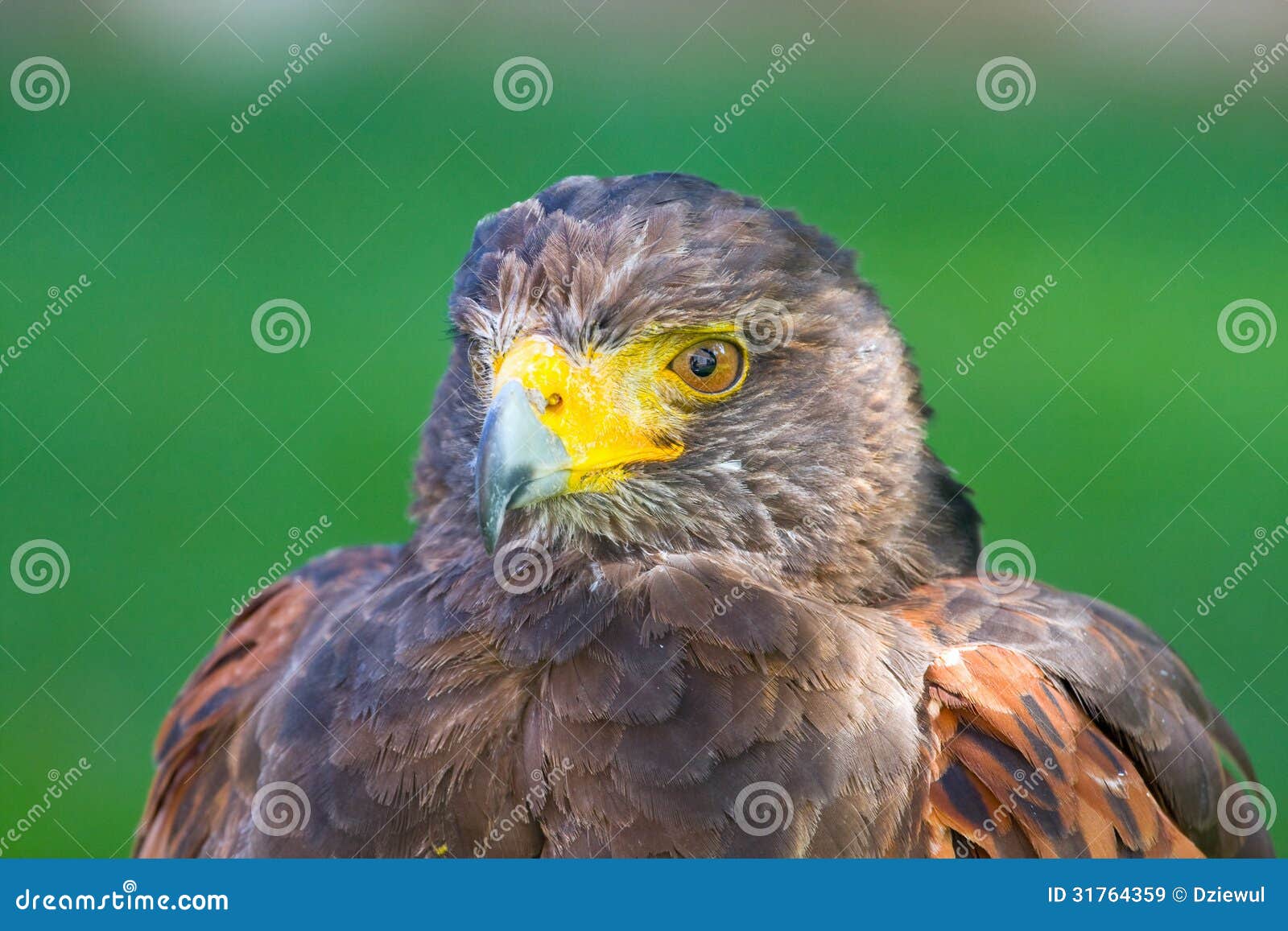 Golden eagle close up stock image. Image of beautiful - 31764359