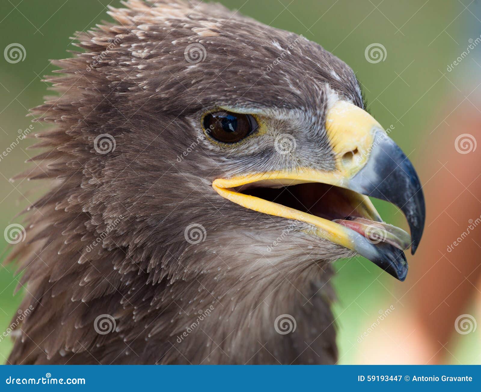 Golden eagle close up stock image. Image of profile, bird - 59193447