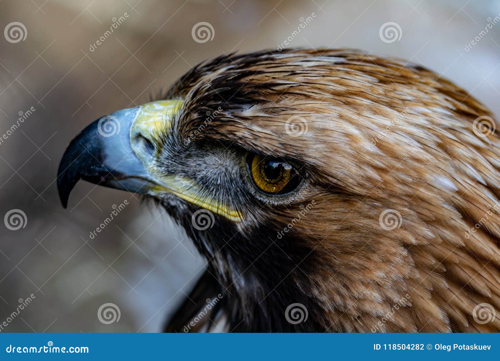 Golden eagle close up stock photo. Image of black, juvenile - 118504282