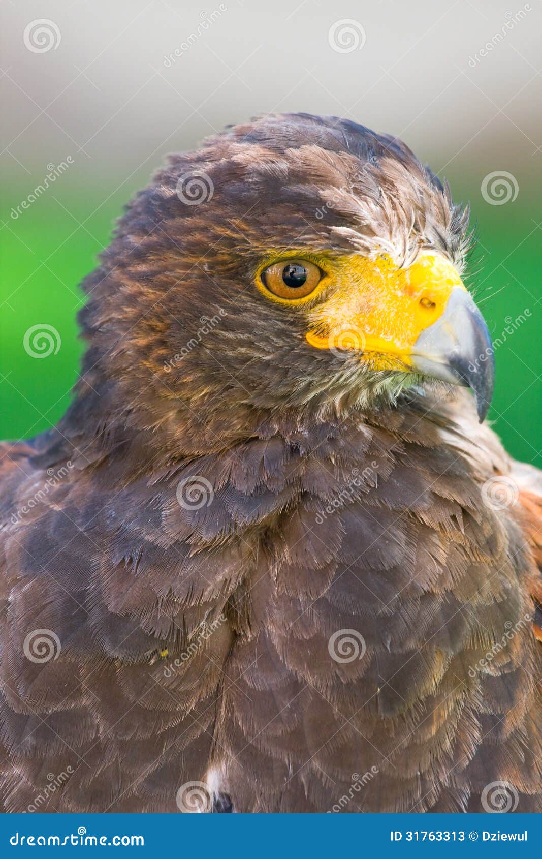 Golden eagle close up stock image. Image of outdoor, hunter - 31763313