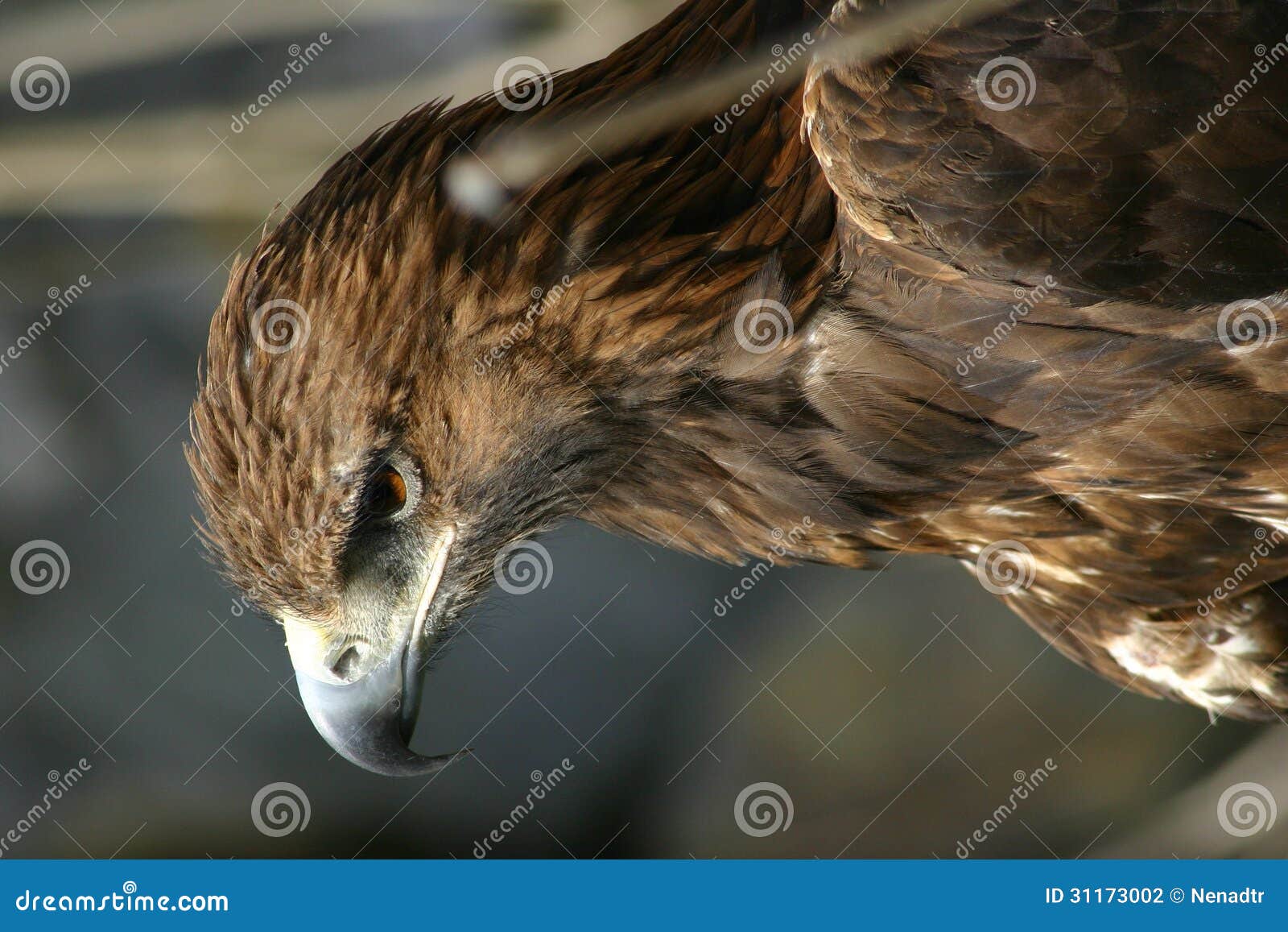 Golden Eagle stock photo. Image of confident, brown, portrait - 31173002