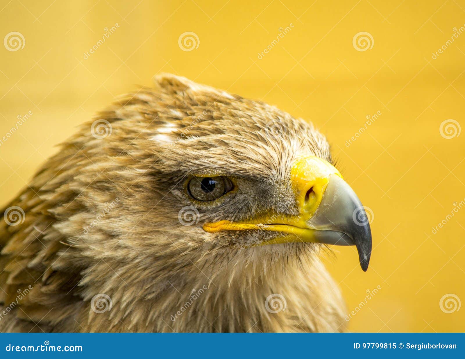 Golden Eagle stock image. Image of wildlife, beak, predator - 97799815