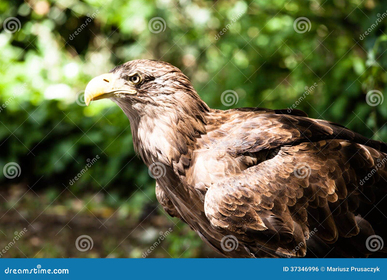 Golden eagle close up stock photo. Image of black, brown - 37346996