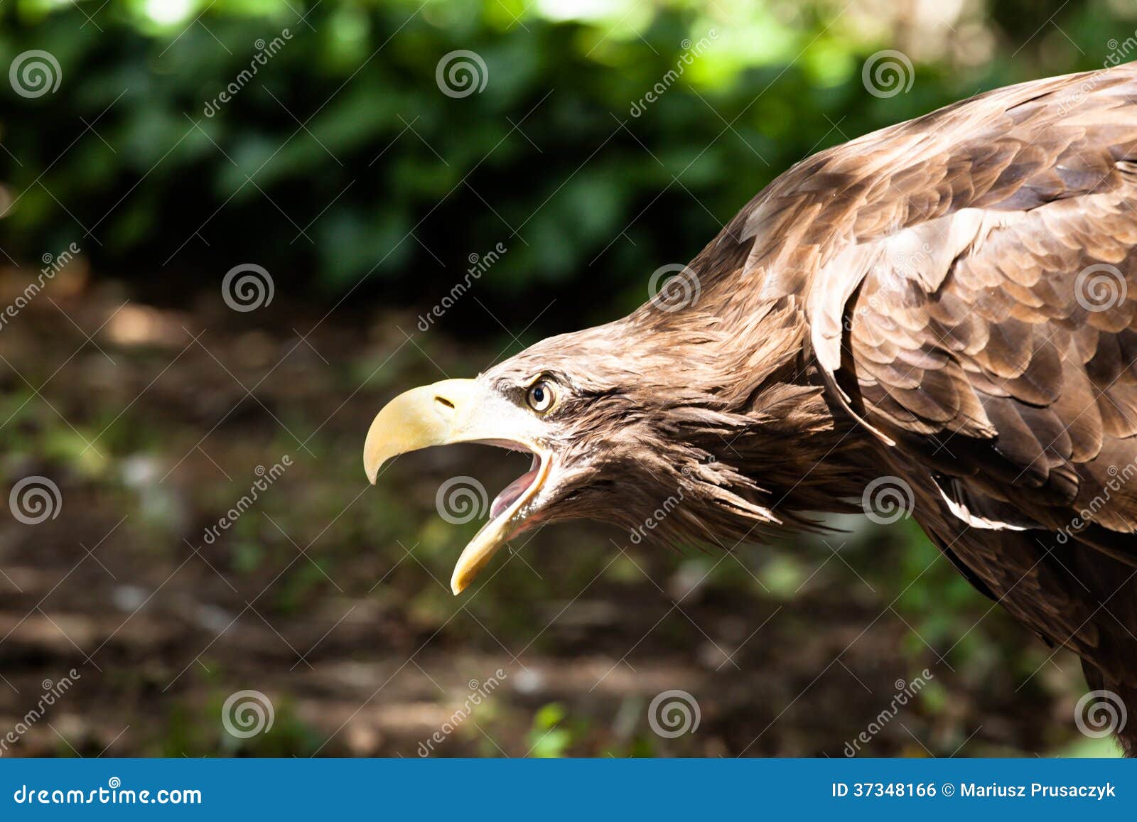 Golden eagle close up stock photo. Image of close, black - 37348166