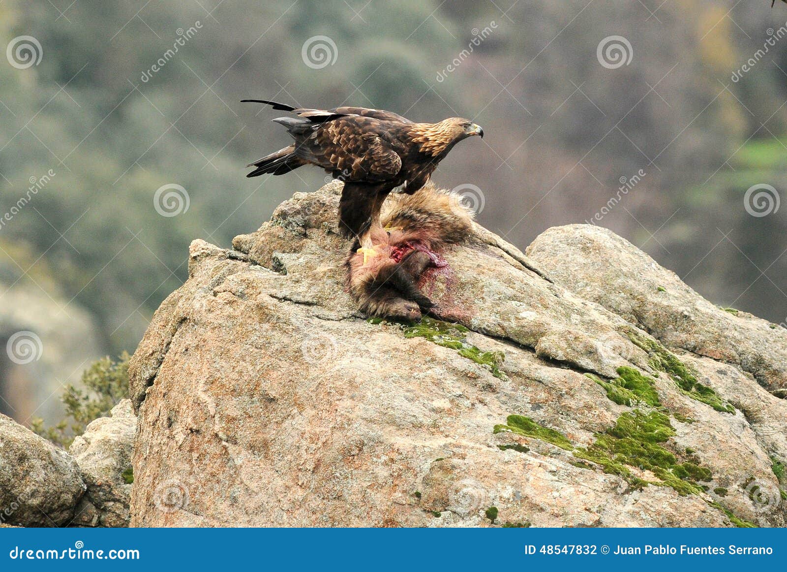 A Golden Eagle Devouring a Badger Stock Photo - Image of nature ...