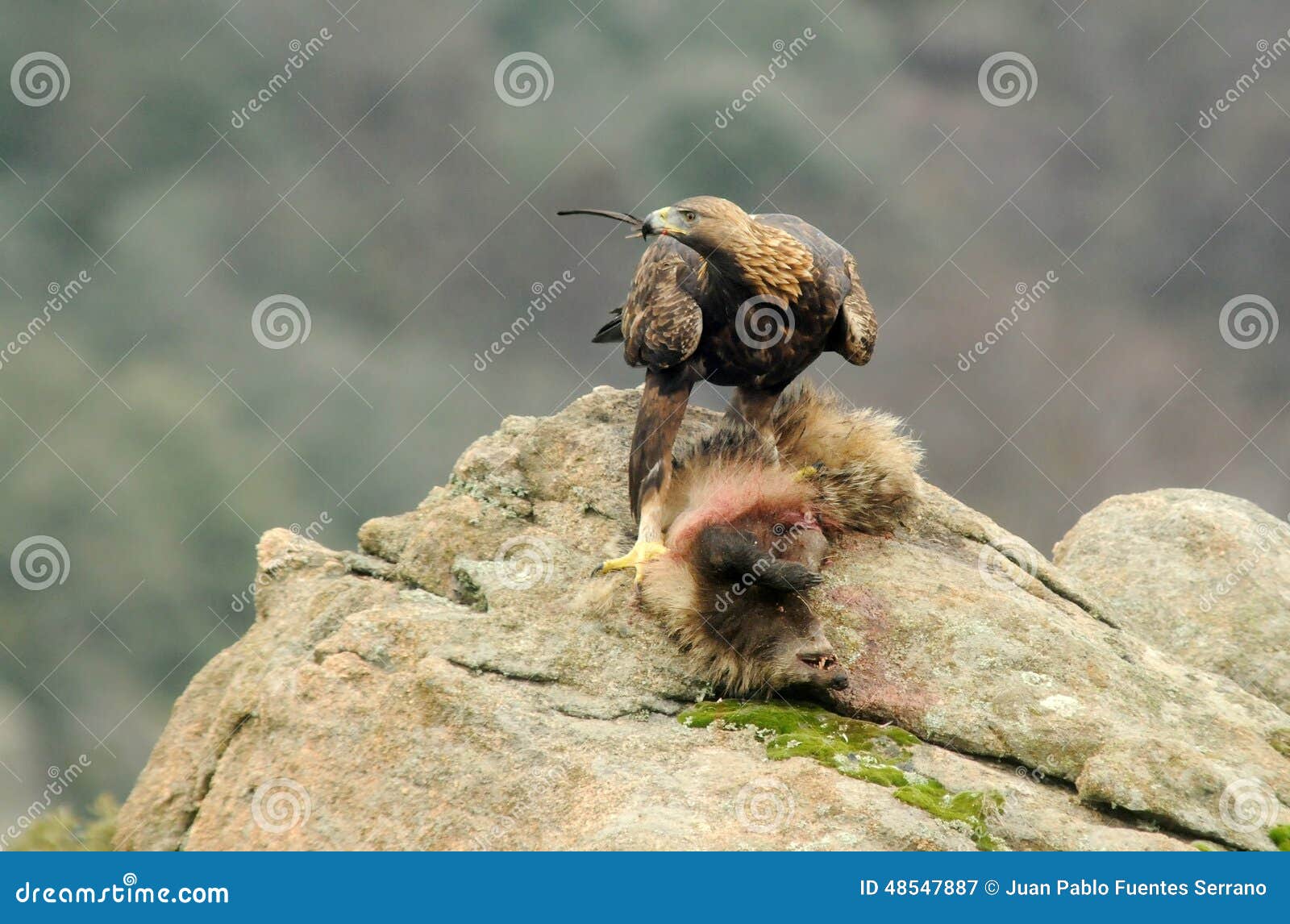 Golden Eagle Devouring a Badger Stock Image - Image of eating, raptor ...