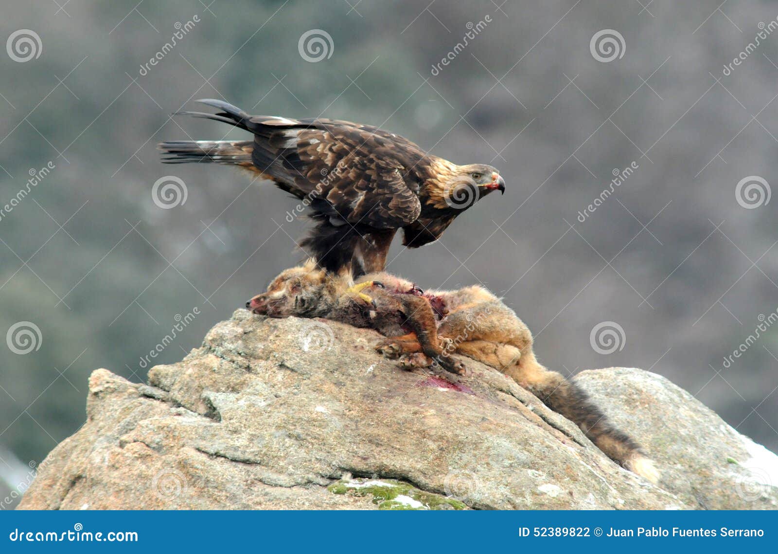 Golden eagle eats a fox stock photo. Image of eagle, rocks - 52389822