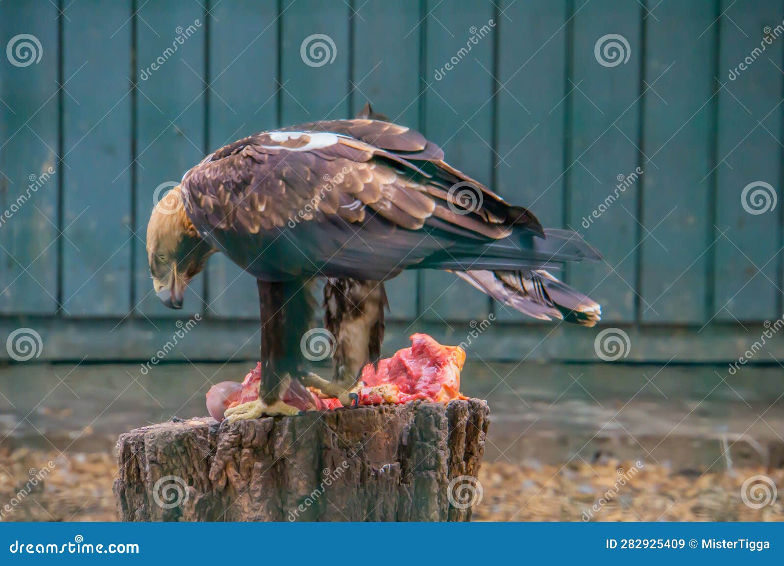 Golden Eagle Eats Meat at the Zoo. Male of Golden Eagle Eating Hare ...