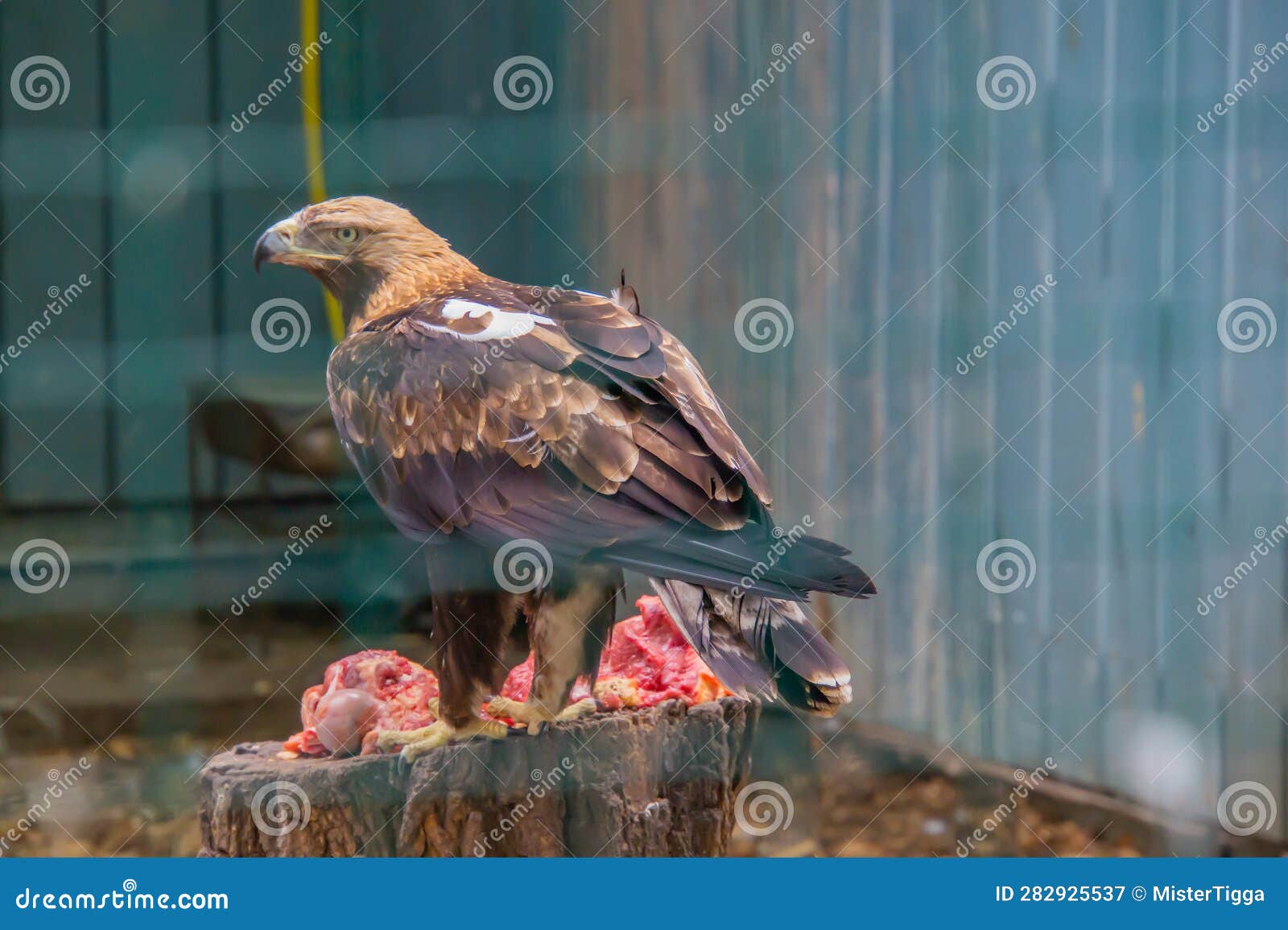 Golden Eagle Eats Meat at the Zoo. Male of Golden Eagle Eating Hare ...