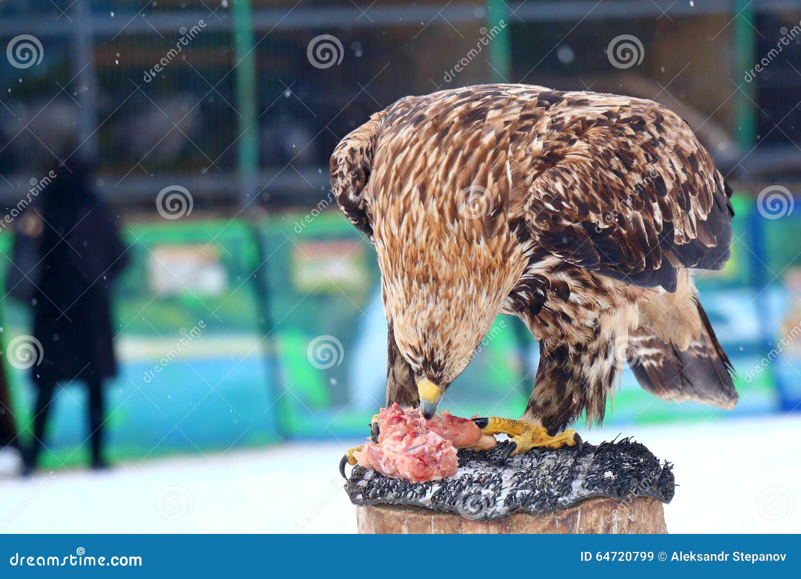 Golden Eagle Eats Raw Meat on a Stump Stock Image - Image of claws ...