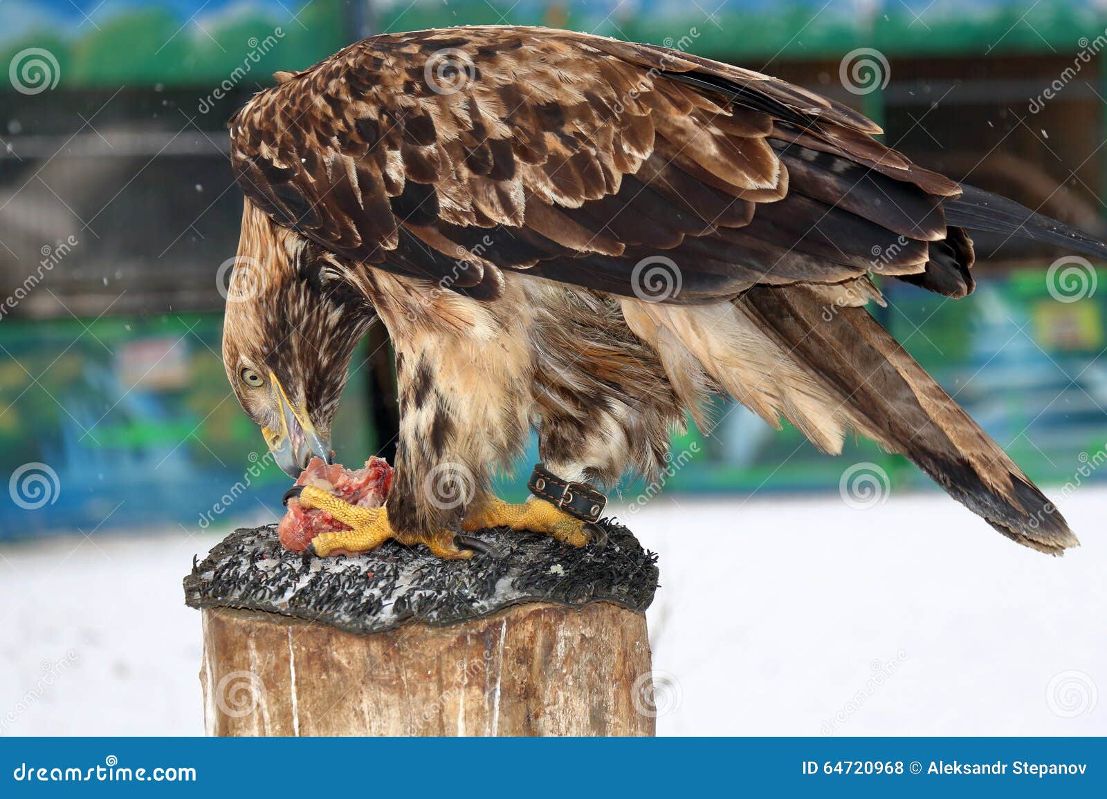 Golden Eagle Eats Raw Meat on a Stump Stock Photo - Image of outdoors ...