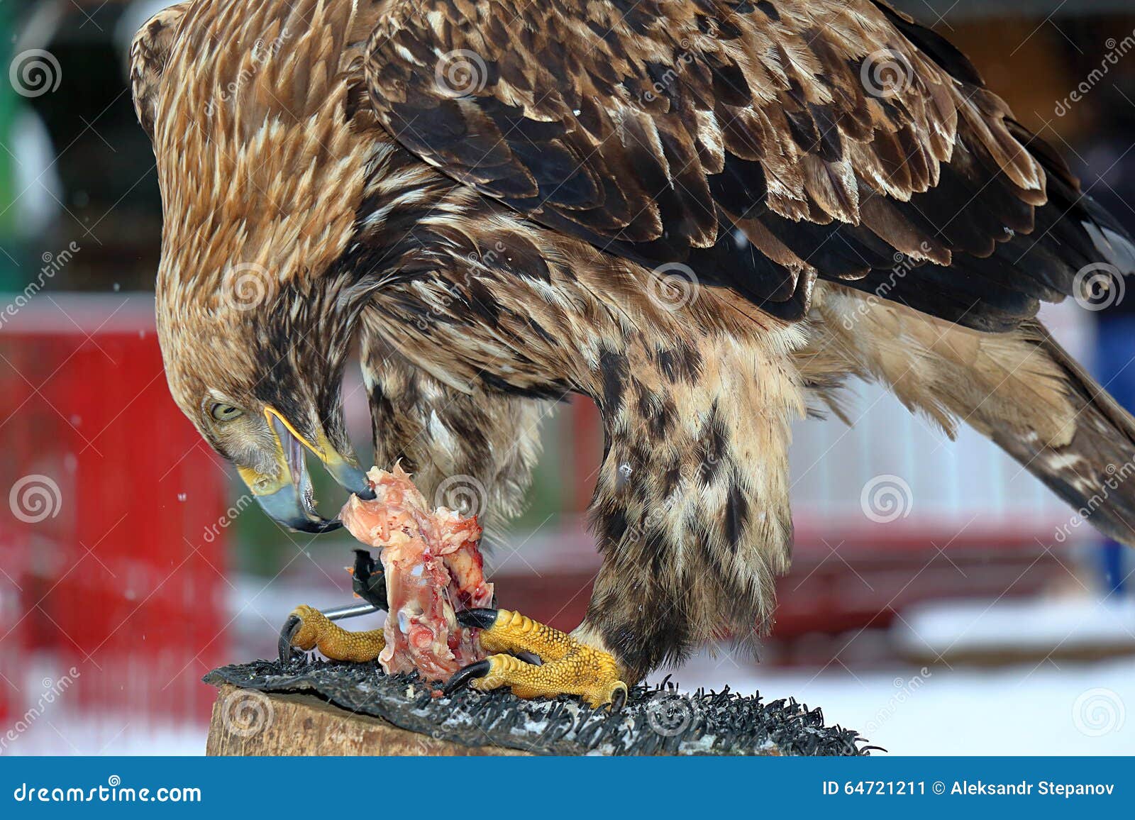 Golden Eagle Eats Raw Meat on a Stump Stock Image - Image of golden ...