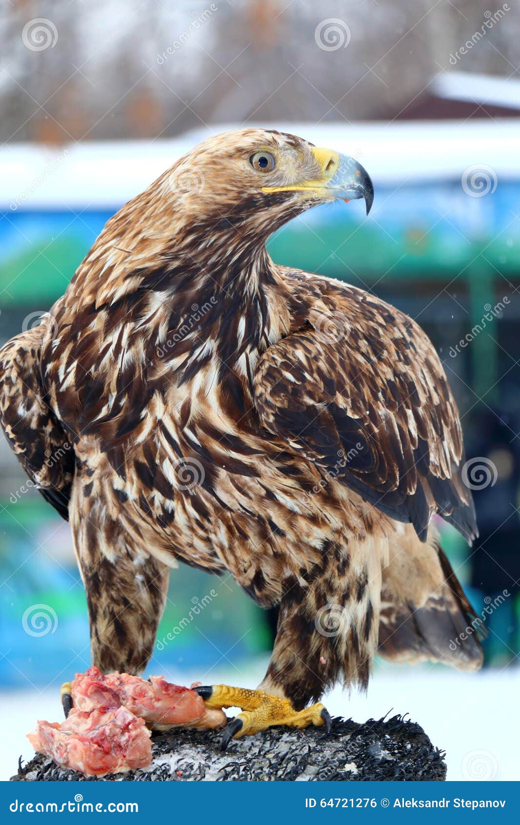 Golden Eagle Eats Raw Meat on a Stump Stock Photo - Image of feathers ...