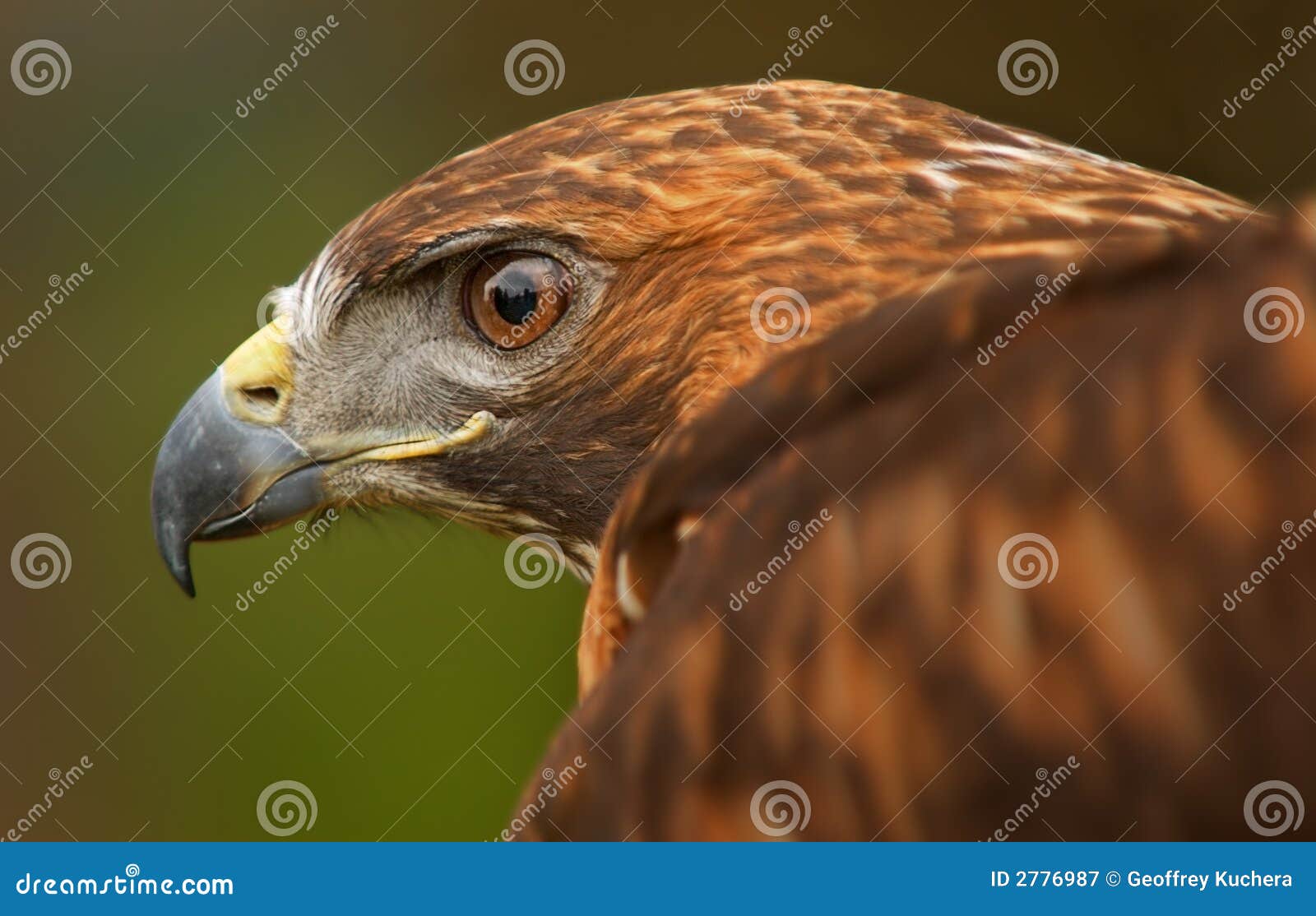 3,042 Golden Eye Eagle Photos - Free & Royalty-Free Stock Photos from Dreamstime