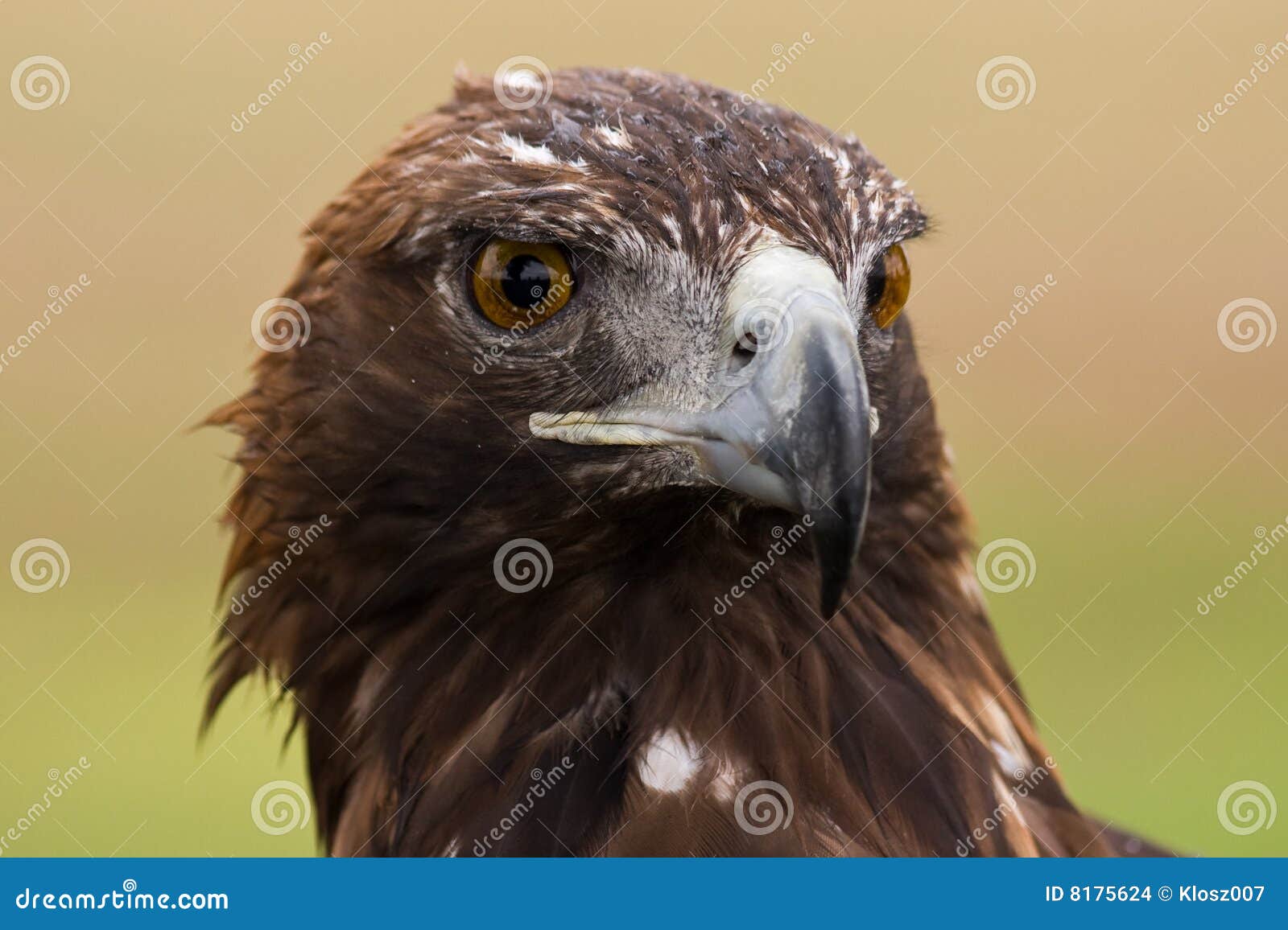 Golden Eagle face stock photo. Image of wild, brown, closeup - 8175624