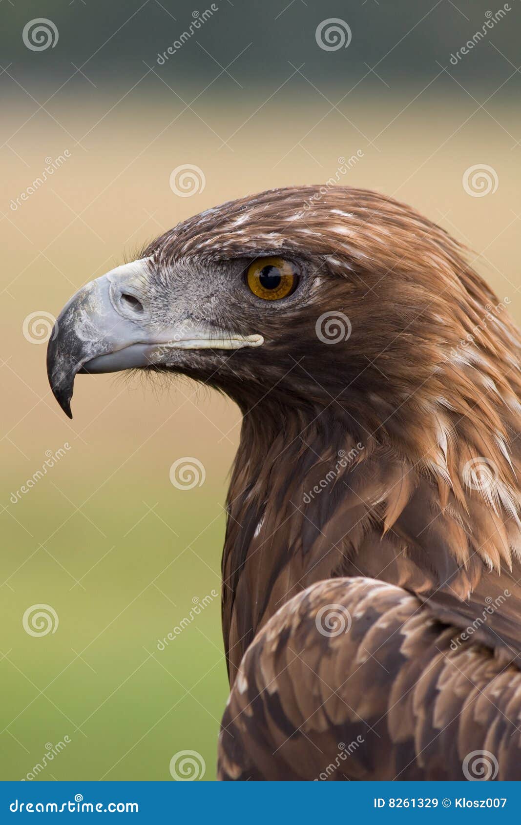 Golden Eagle Face