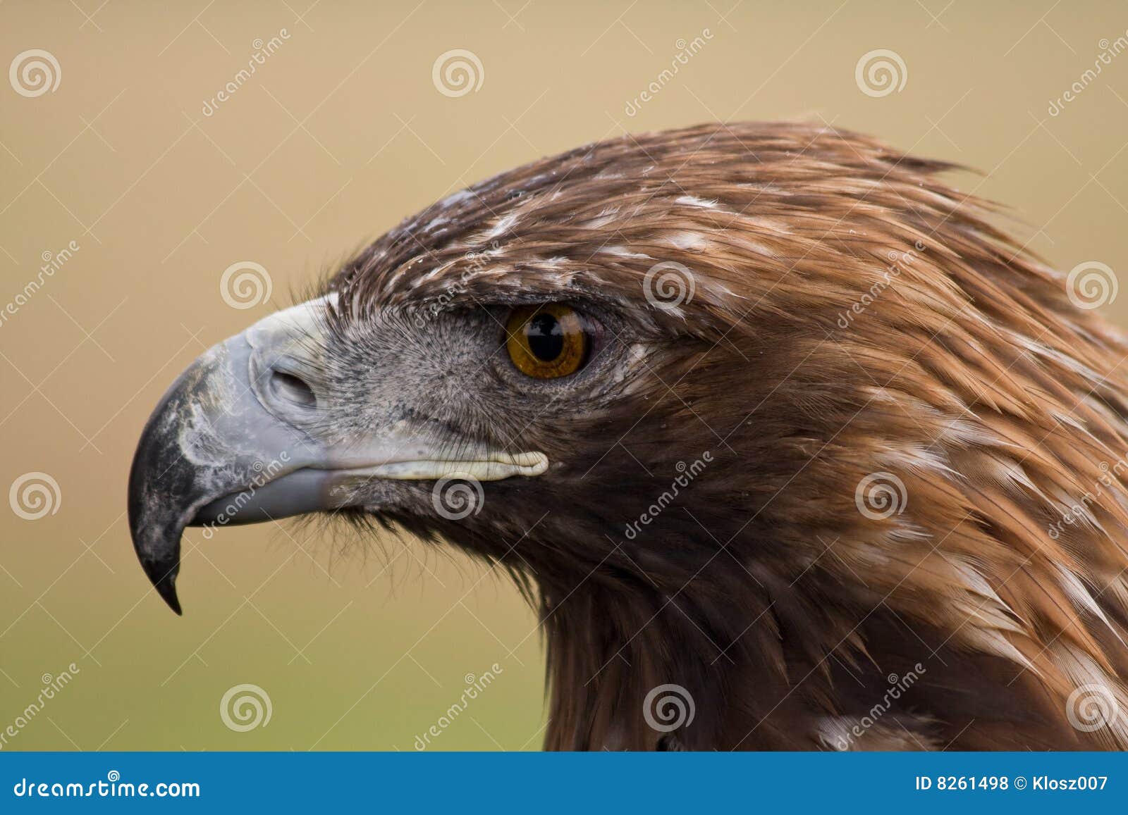 Golden Eagle face stock photo. Image of bird, closeup - 8261498