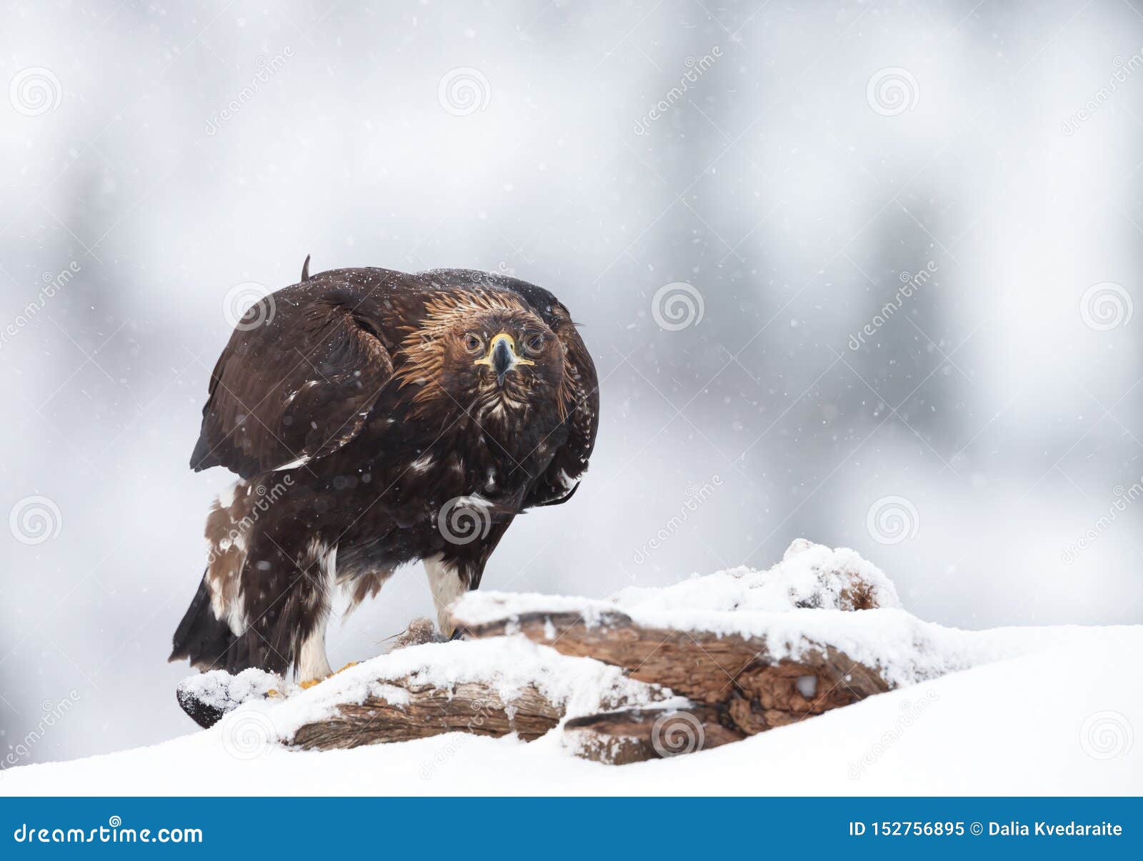 Golden Eagle in the Falling Snow in Winter Stock Image - Image of snow ...