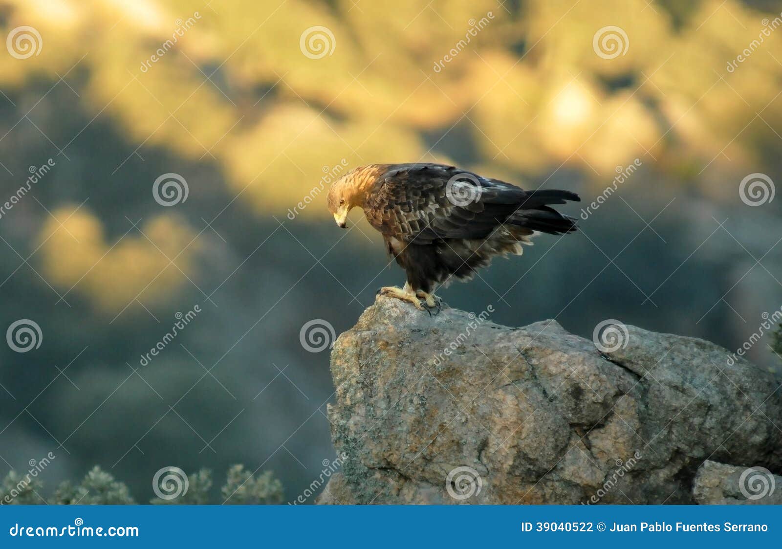 Golden Eagle with the First Light of Day Stock Photo - Image of real ...