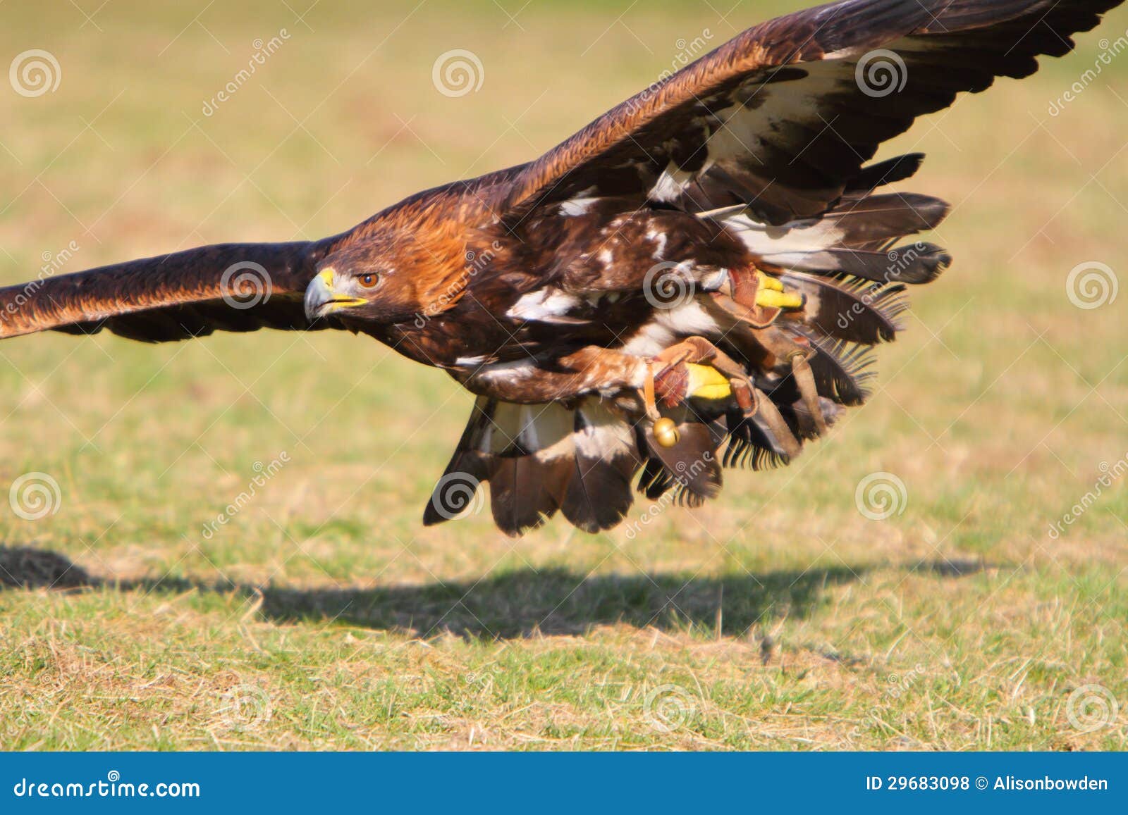 Golden Eagle in flight stock photo. Image of feathers - 29683098