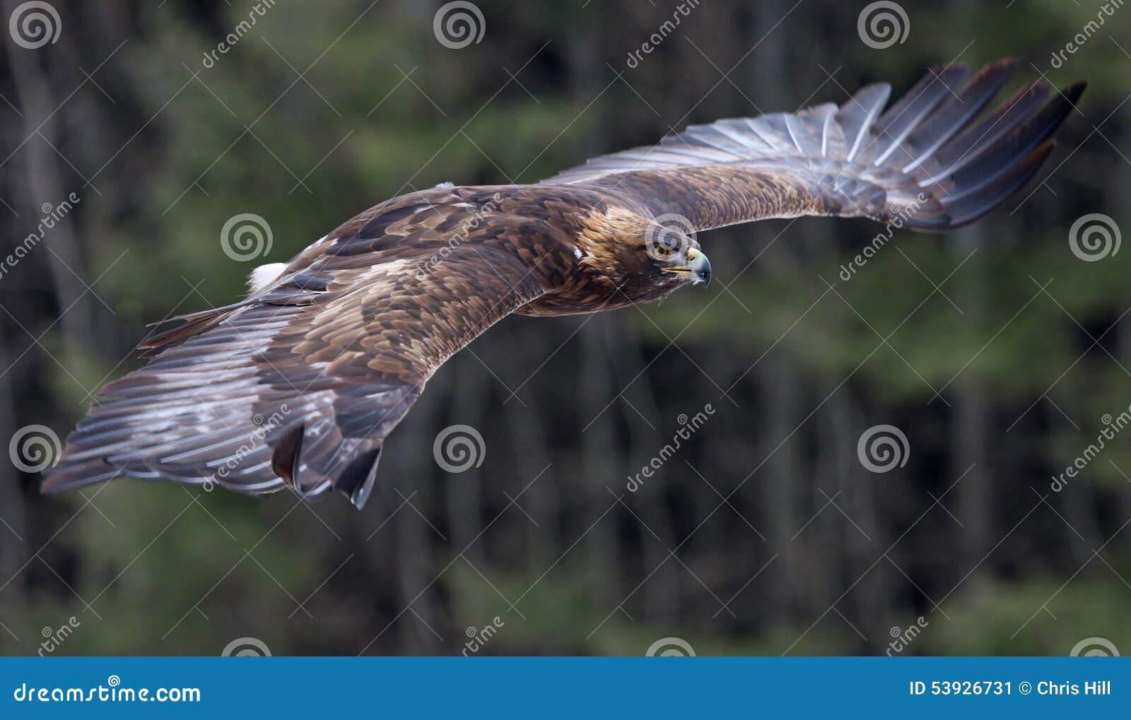 Golden Eagle Eats A Fox Stock Image | CartoonDealer.com #47331091