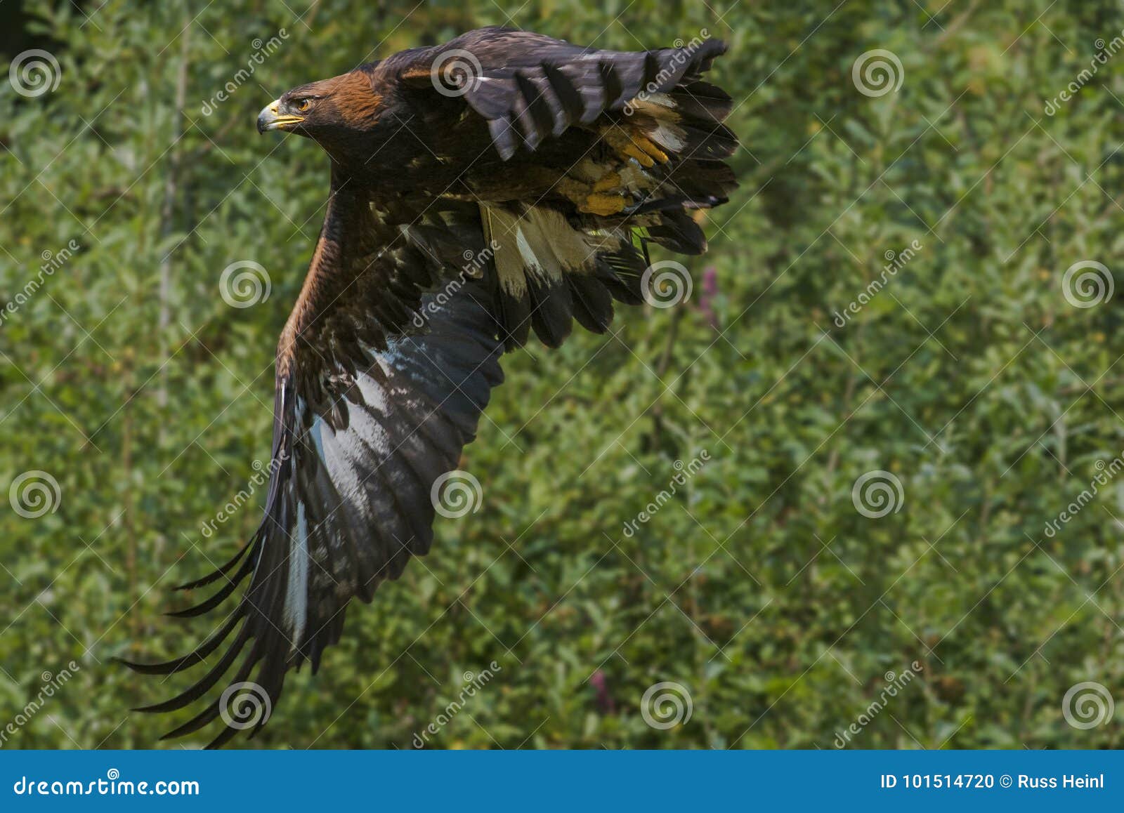 Golden Eagle in flight stock photo. Image of fllght - 101514720