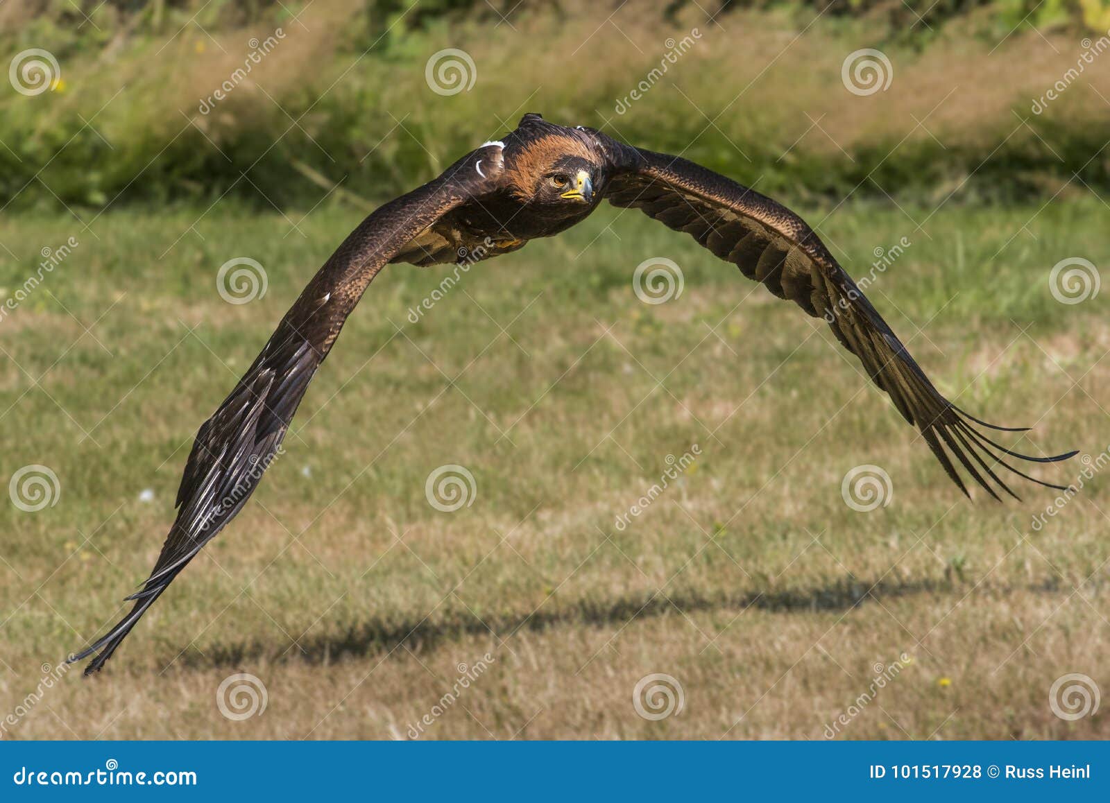 Golden Eagle in flight stock photo. Image of aquila - 101517928