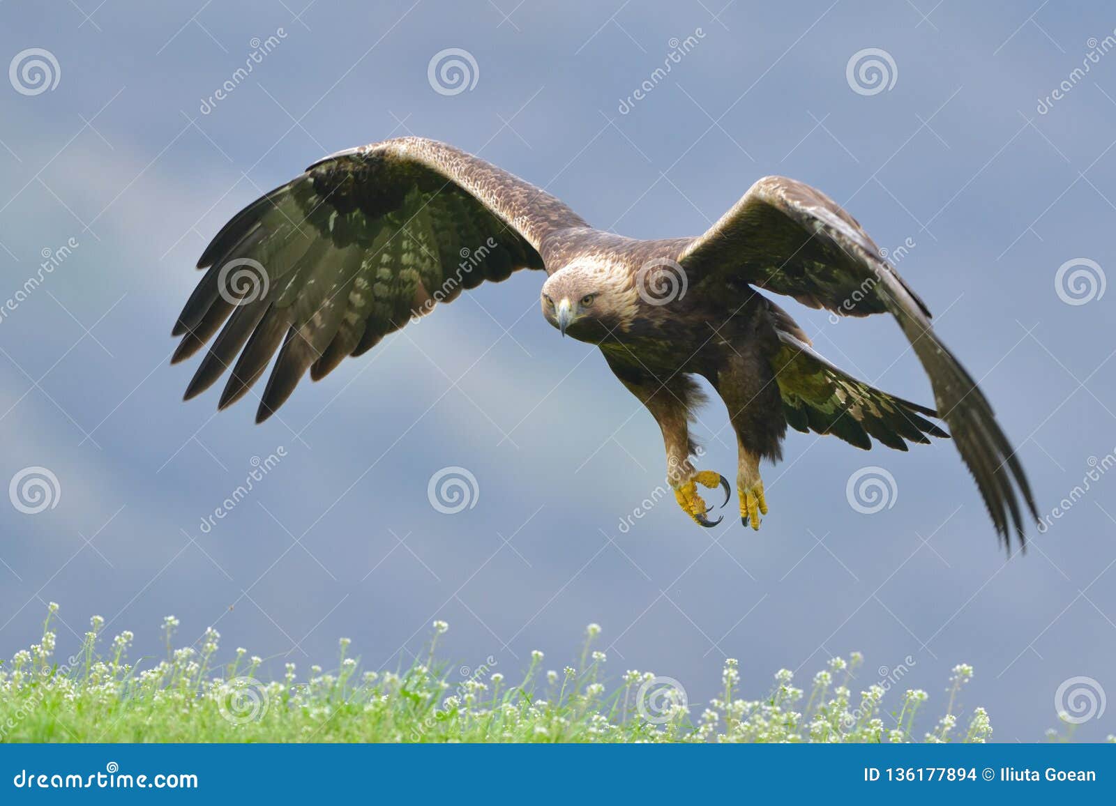 Golden Eagle in flight stock photo. Image of montain - 136177894