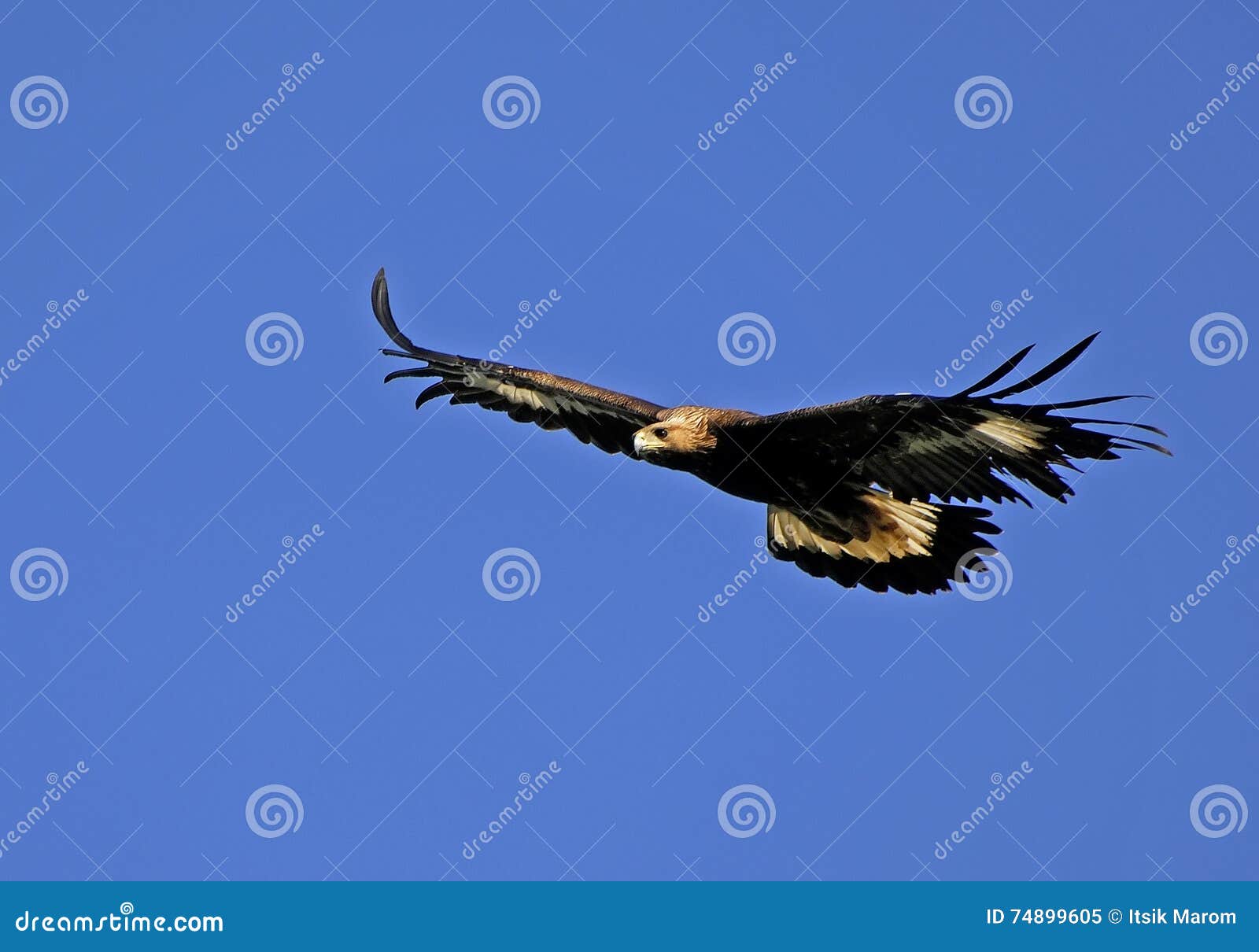Golden eagle flying stock image. Image of animal, nature - 74899605