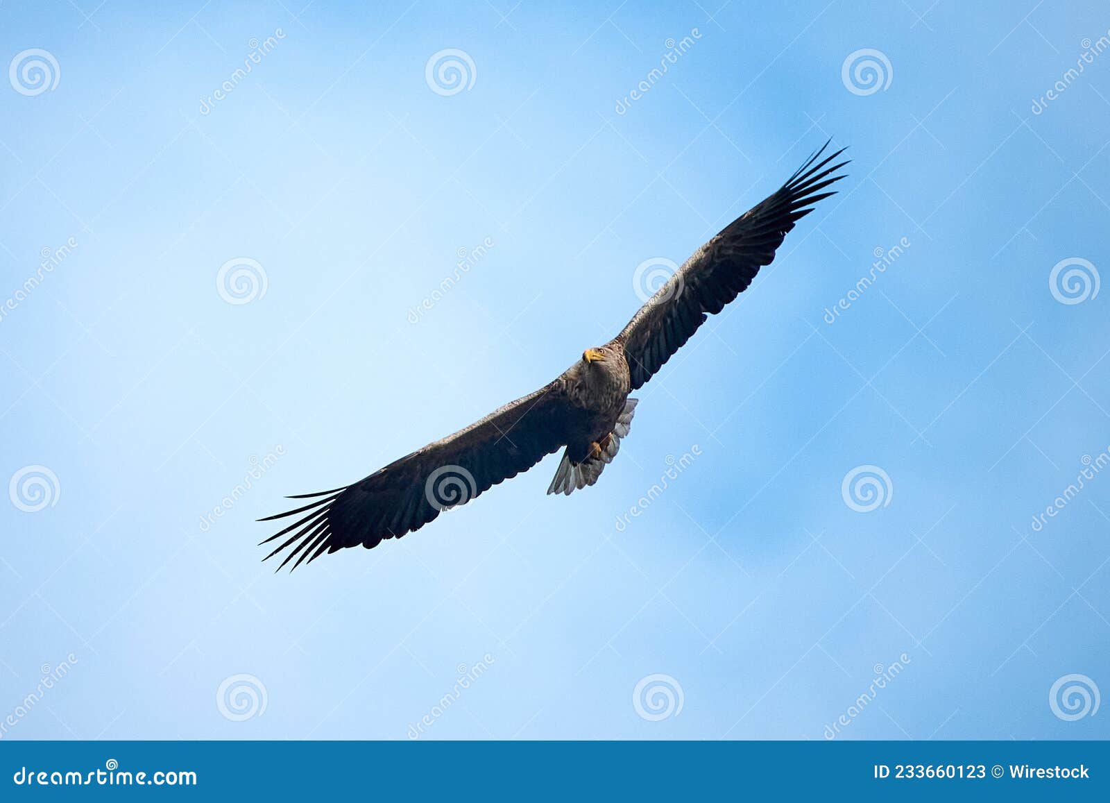 Golden Eagle Flying in a Bright Sky Stock Image - Image of wildlife ...