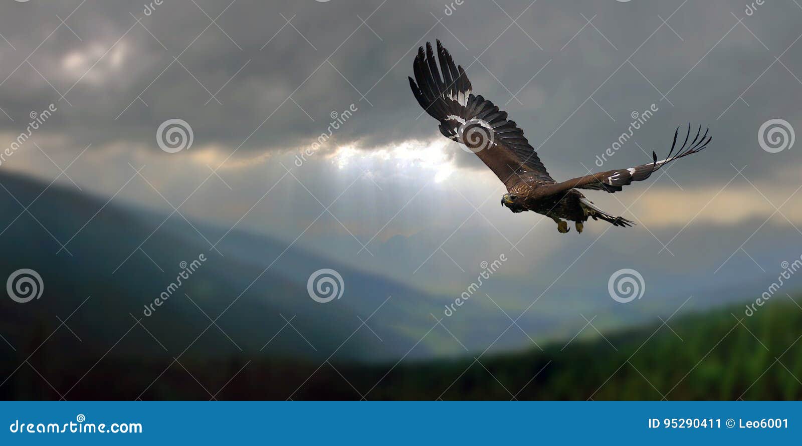 Golden Eagle stock image. Image of snow, bird, flight - 95290411