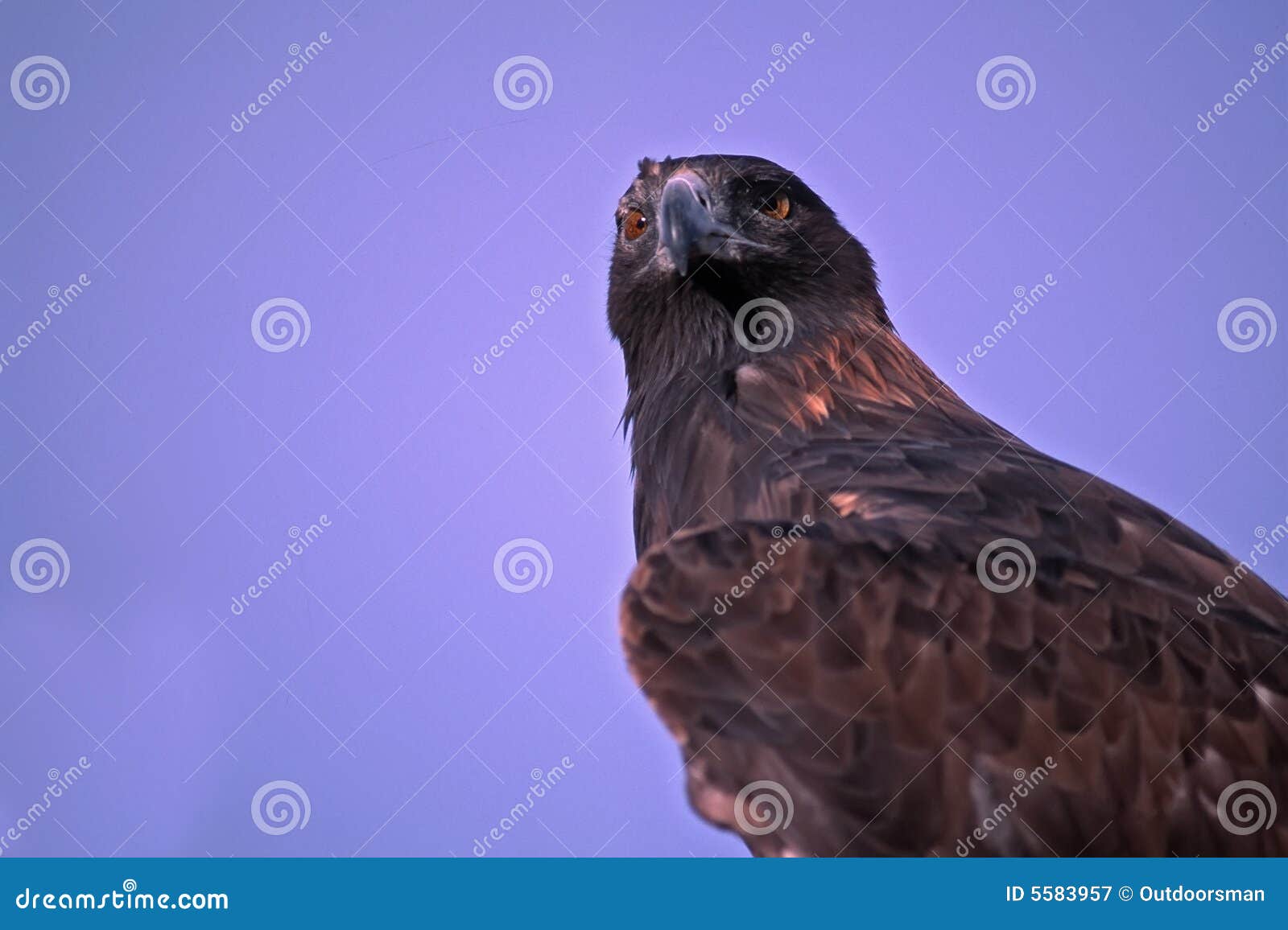 Golden eagle,focus on eyes stock image. Image of eagle - 5583957