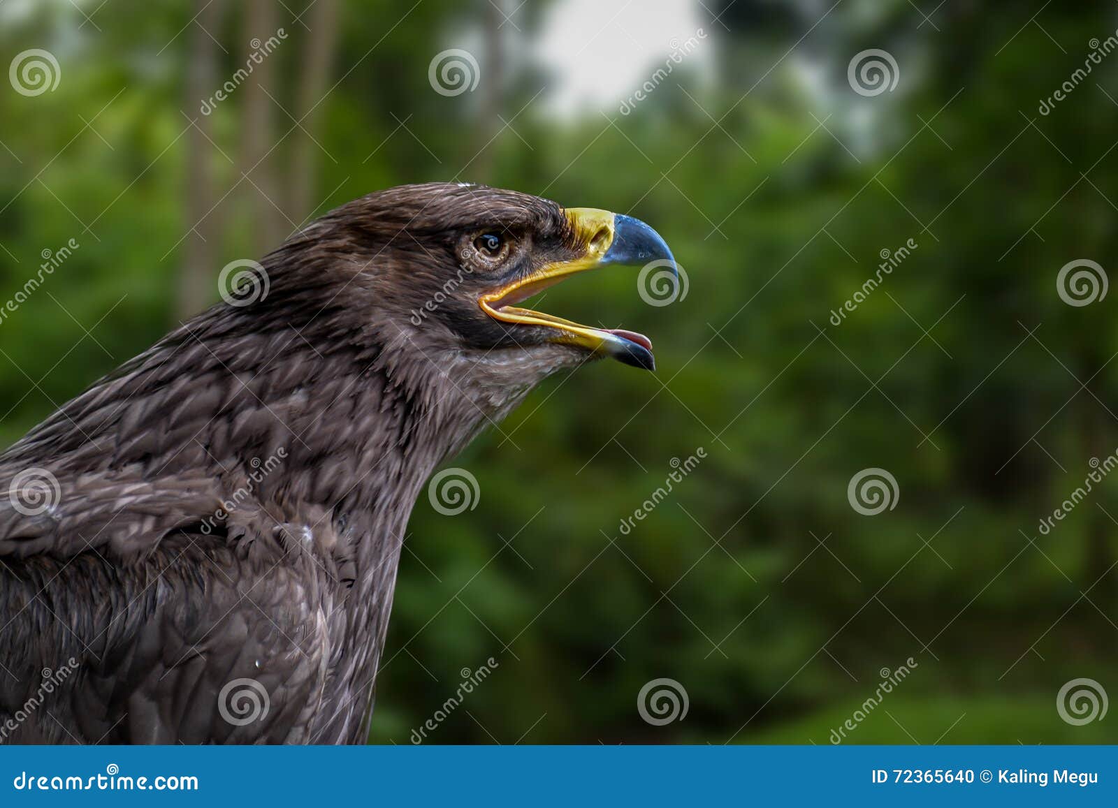 Golden Eagle in forest stock photo. Image of avian, wings - 72365640
