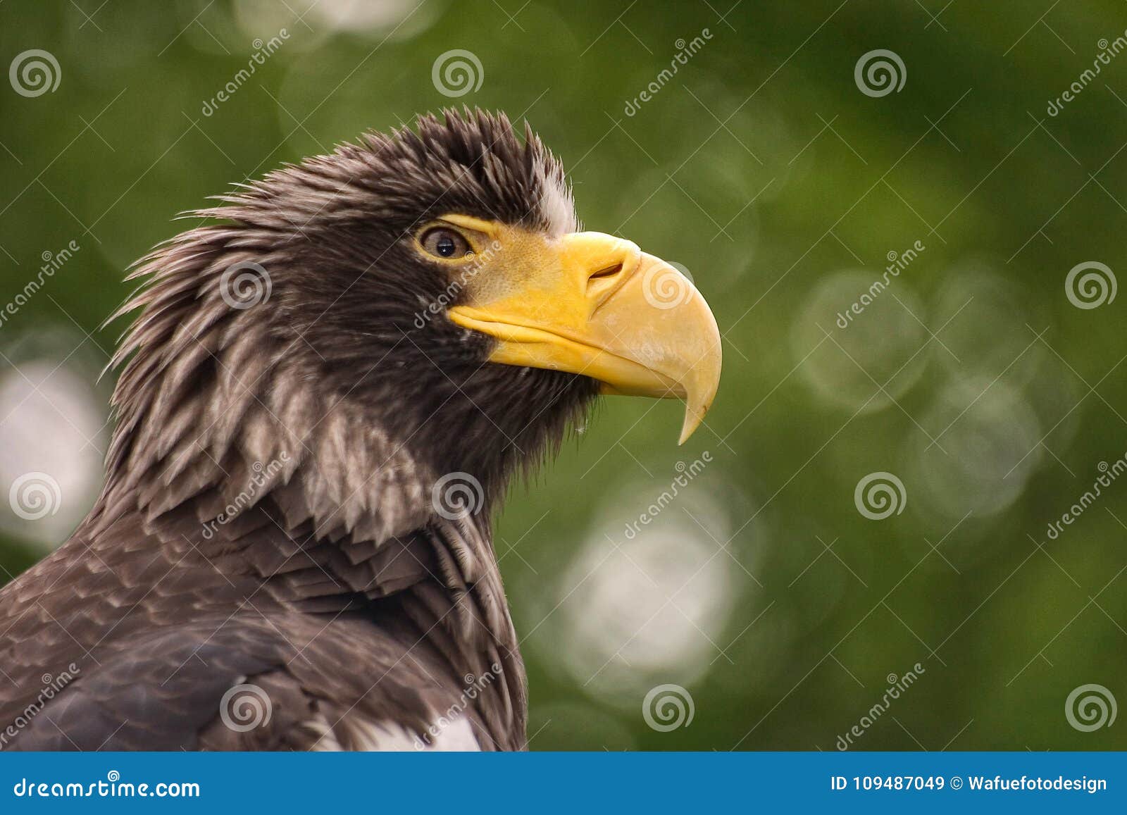 Golden Eagle stock image. Image of wings, eagle, beak - 109487049