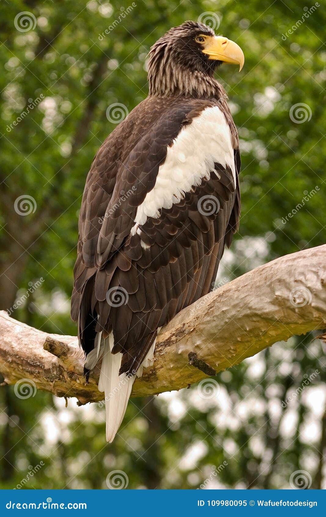 Golden Eagle stock image. Image of head, predator, giant - 109980095