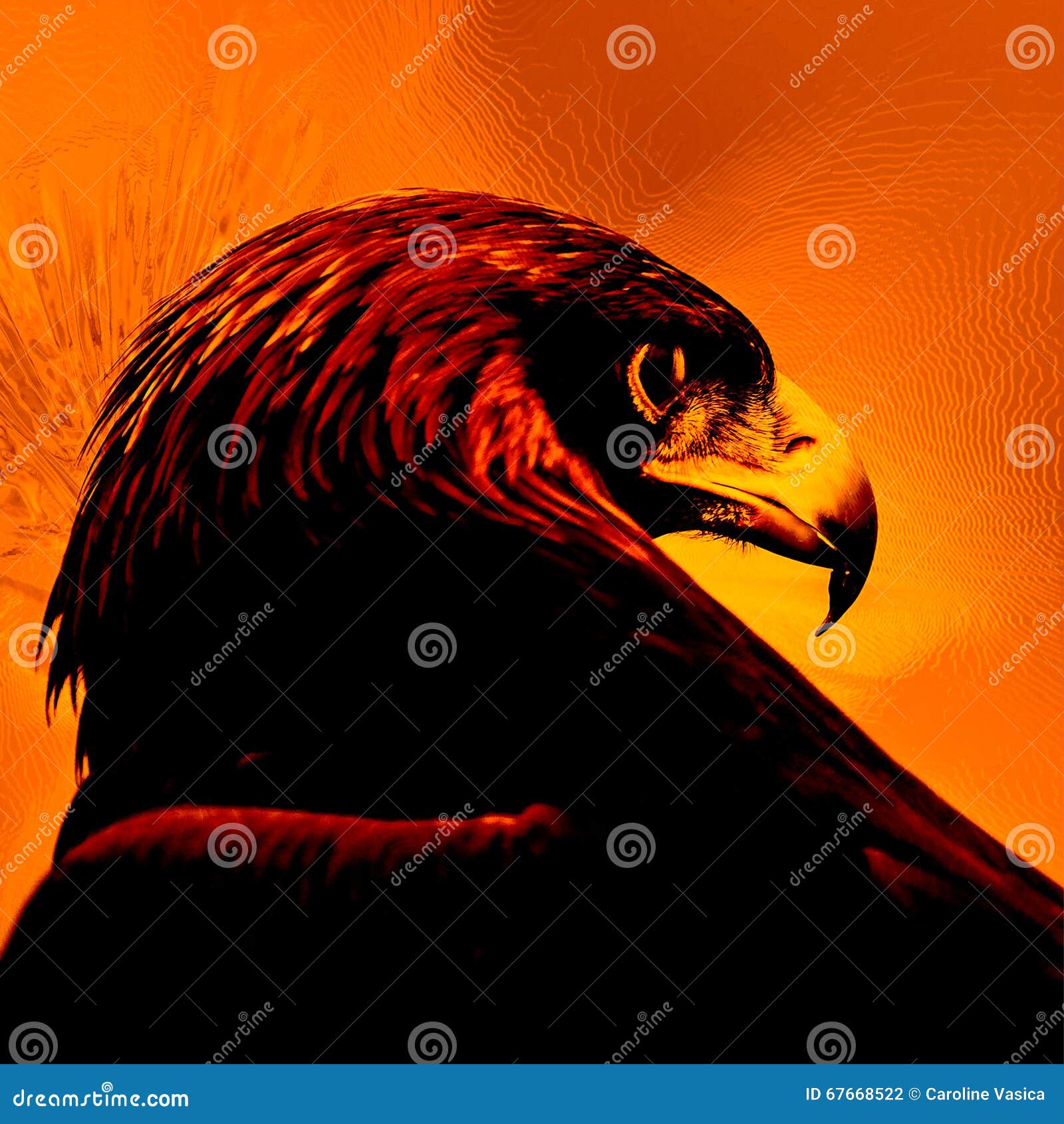 Golden Eagle stock photo. Image of orange, wildlife, eagle - 67668522