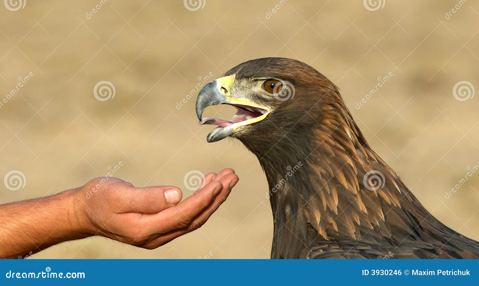 Golden Eagle and hand stock photo. Image of conservation - 3930246